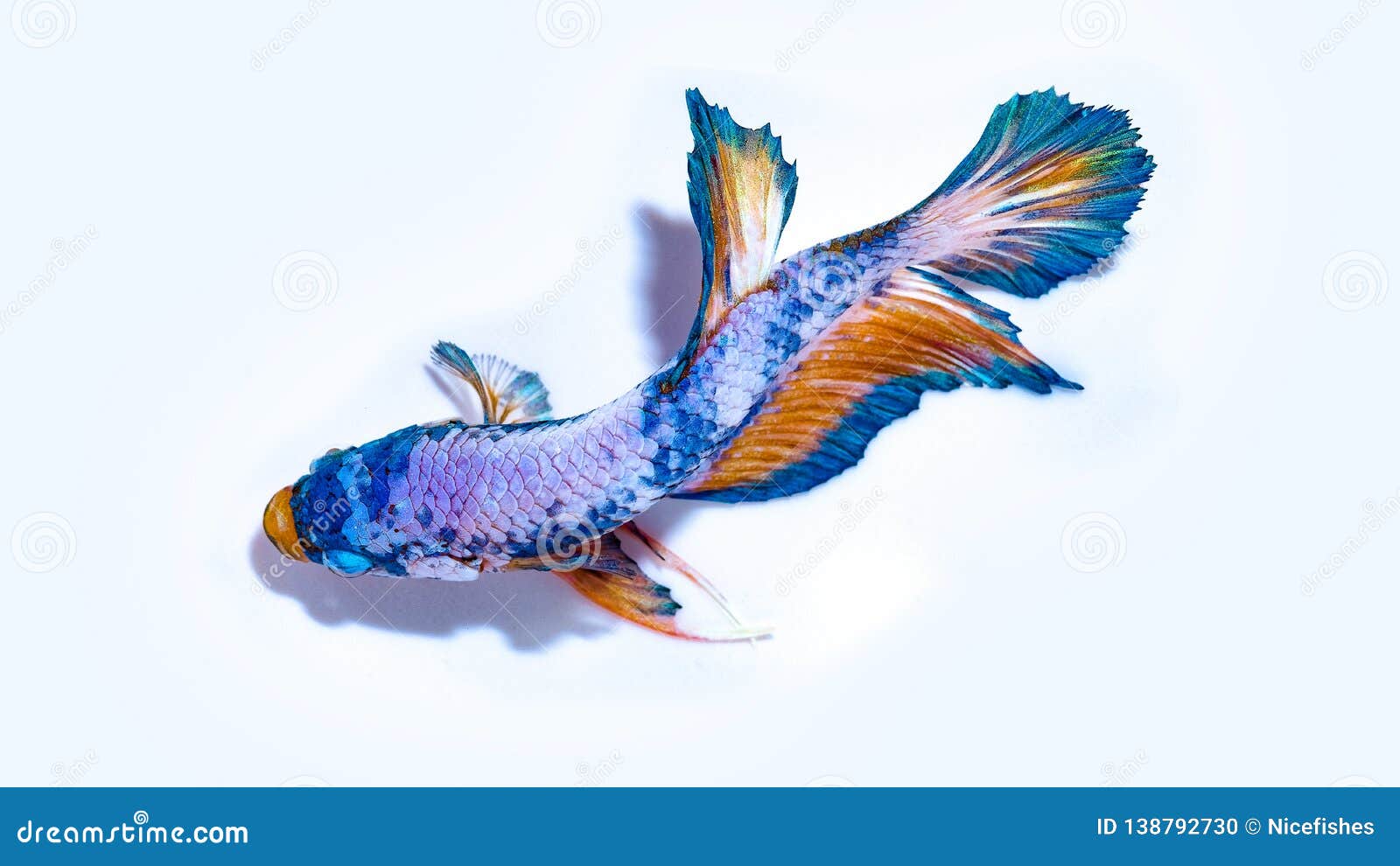 Betta Fighting fish stock photo. Image of beauty, fight - 138792730