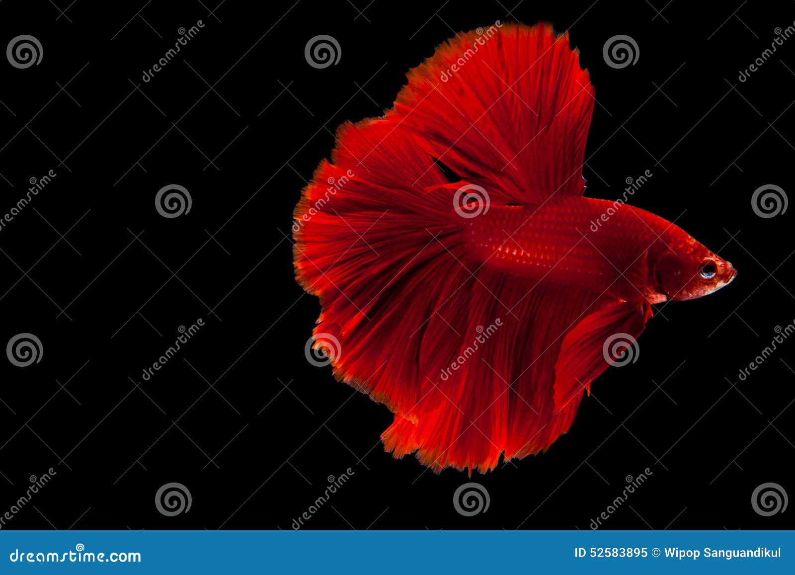 Betta fighting fish stock image. Image of water, betta - 52583895