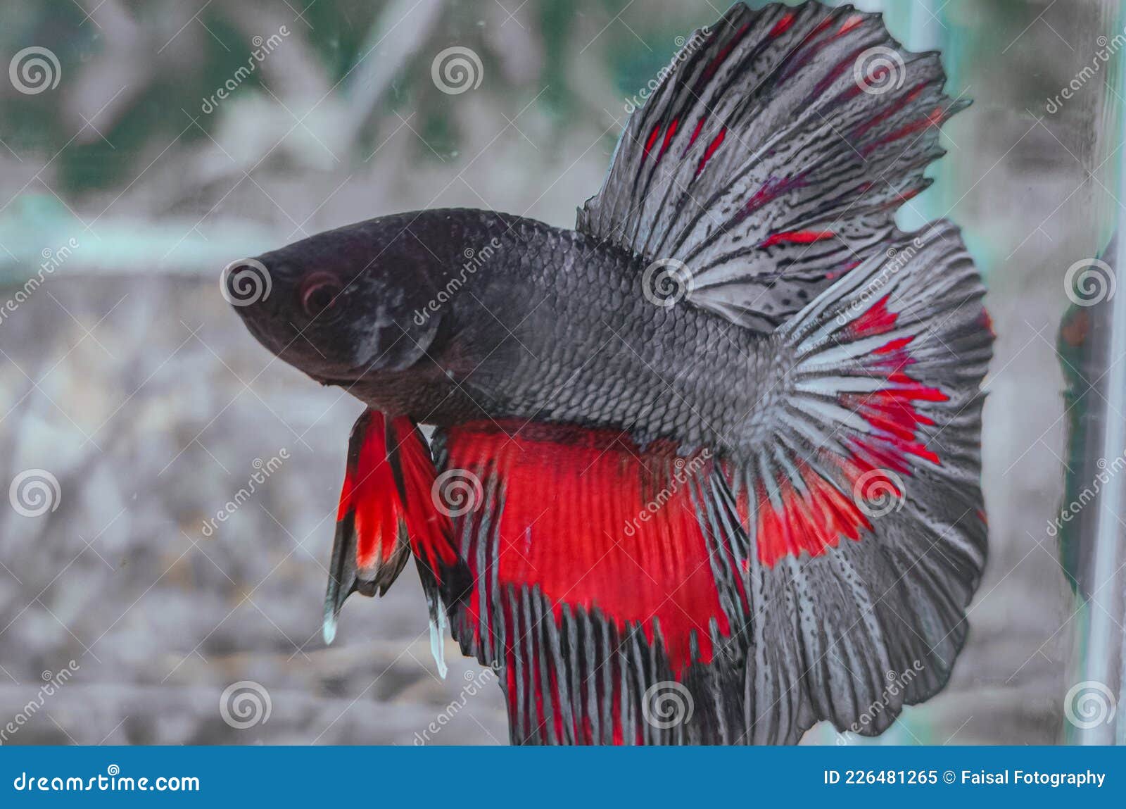 Betta Fish with Beautiful Fins Stock Image - Image of betta, snapseed ...