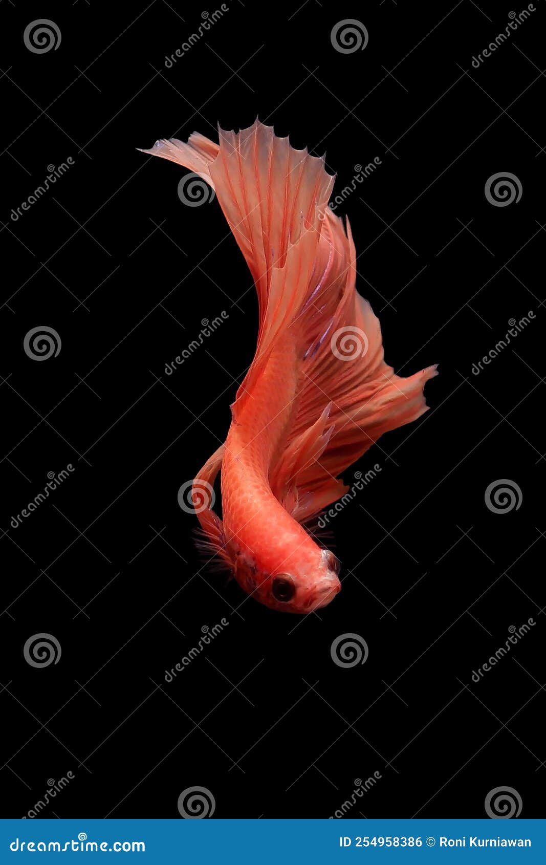 Betta Fish, Betta Fish on a Black Background in Motion Stock Photo ...