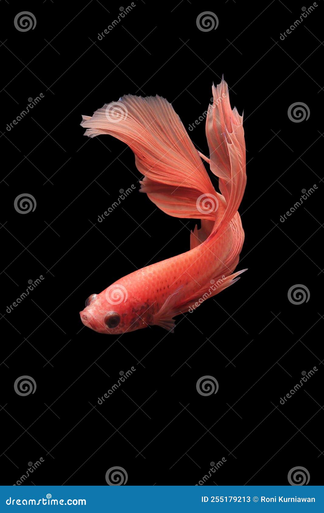 Betta Fish, Betta Fish on a Black Background in Motion Stock Image ...
