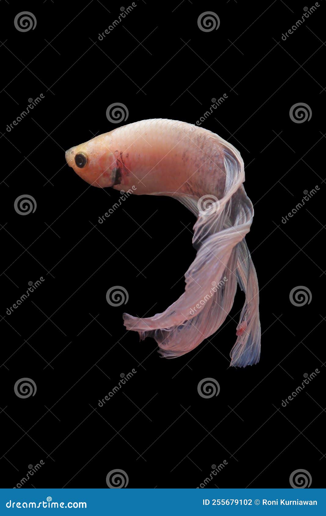 Betta Fish, Betta Fish on a Black Background in Motion Stock Photo ...