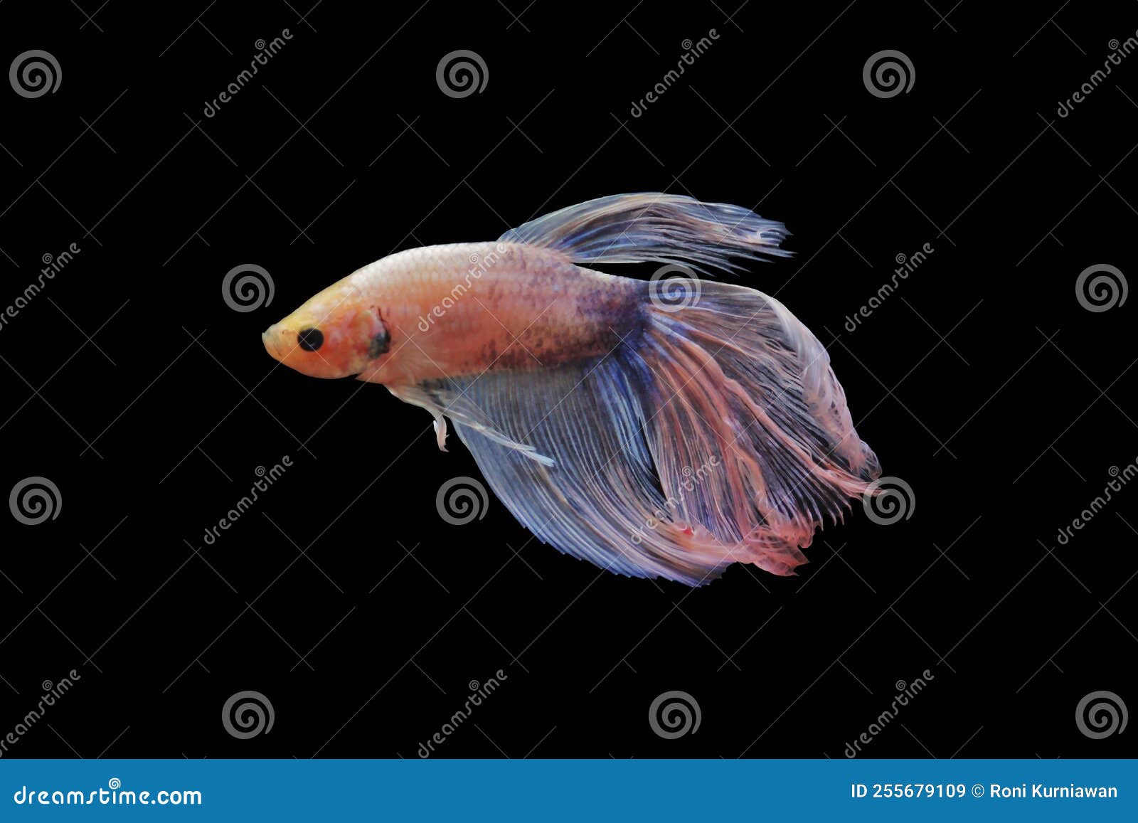 Betta Fish, Betta Fish on a Black Background in Motion Stock Image ...