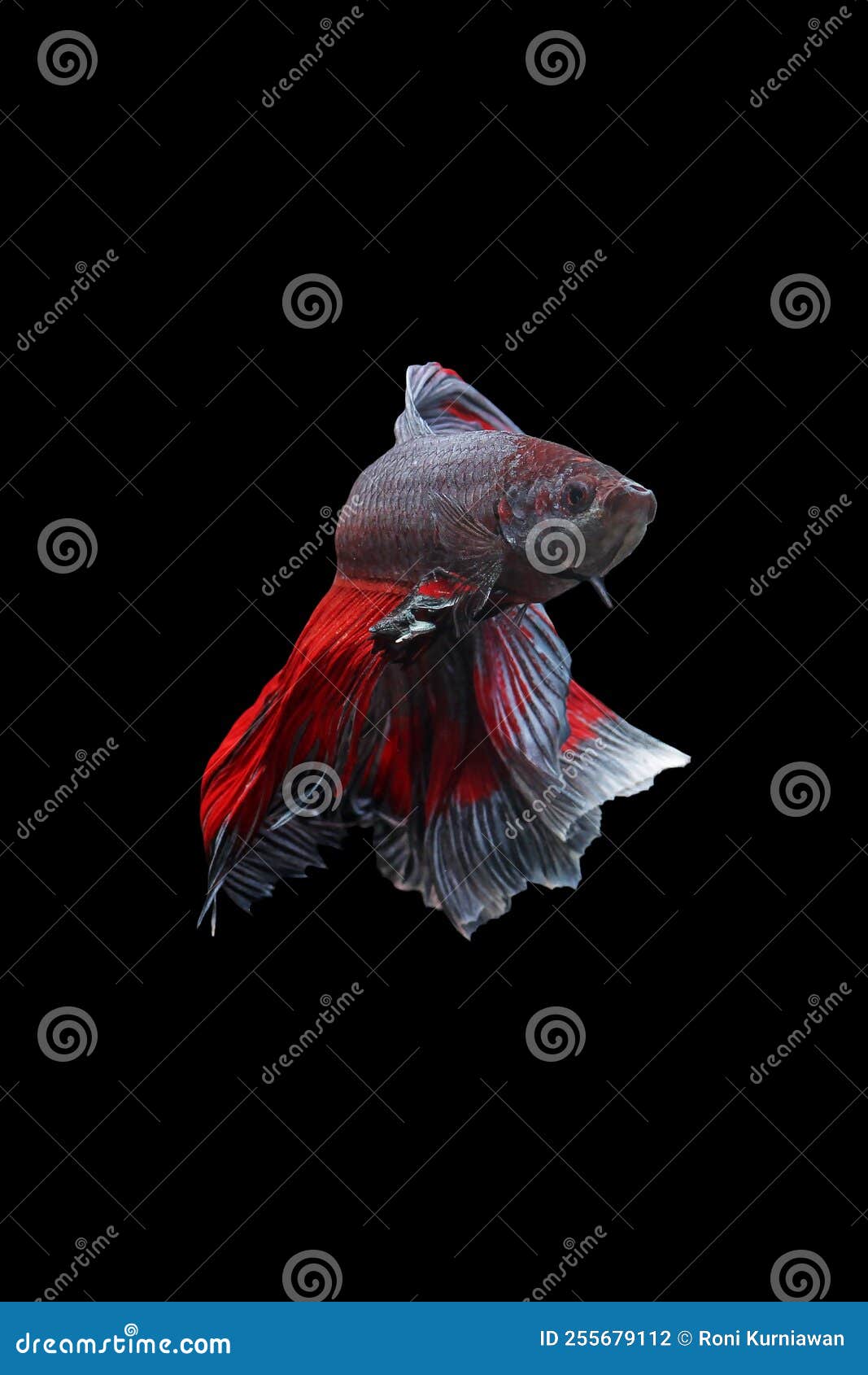 Betta Fish, Betta Fish on a Black Background in Motion Stock Photo ...