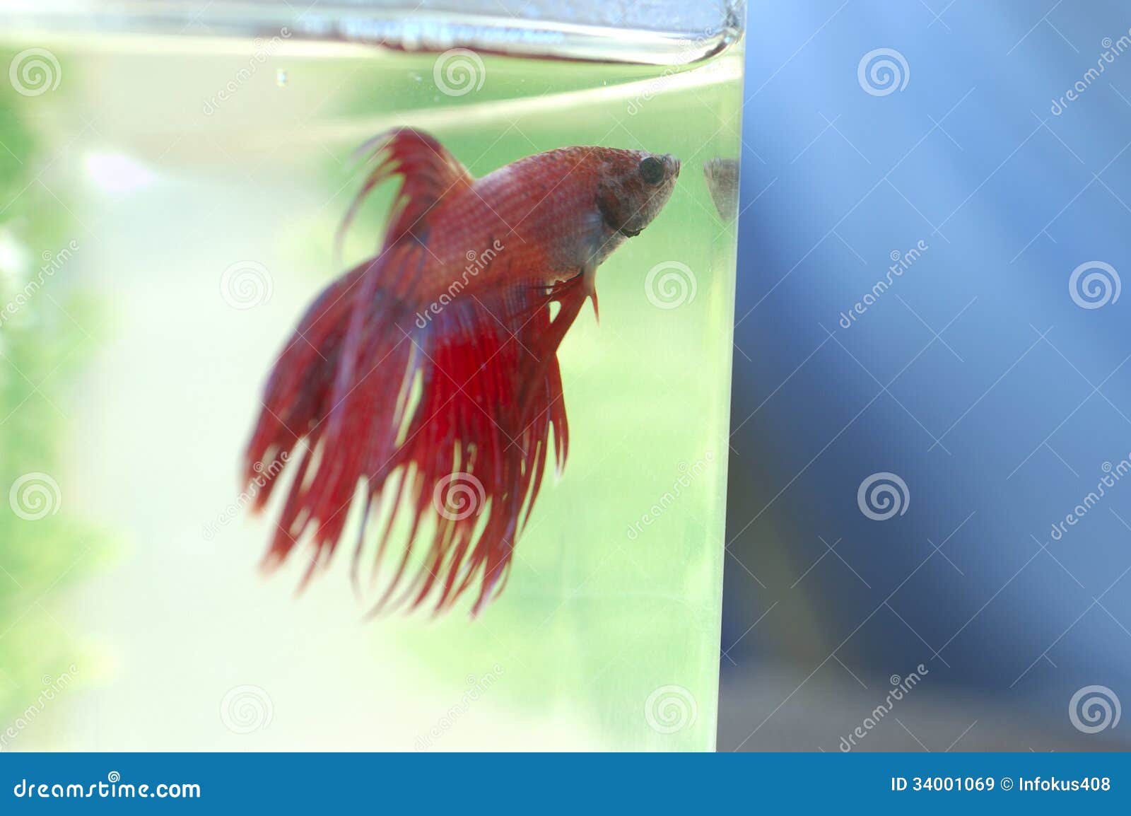 Betta Fish Blue Background Picture. Image: 34001069