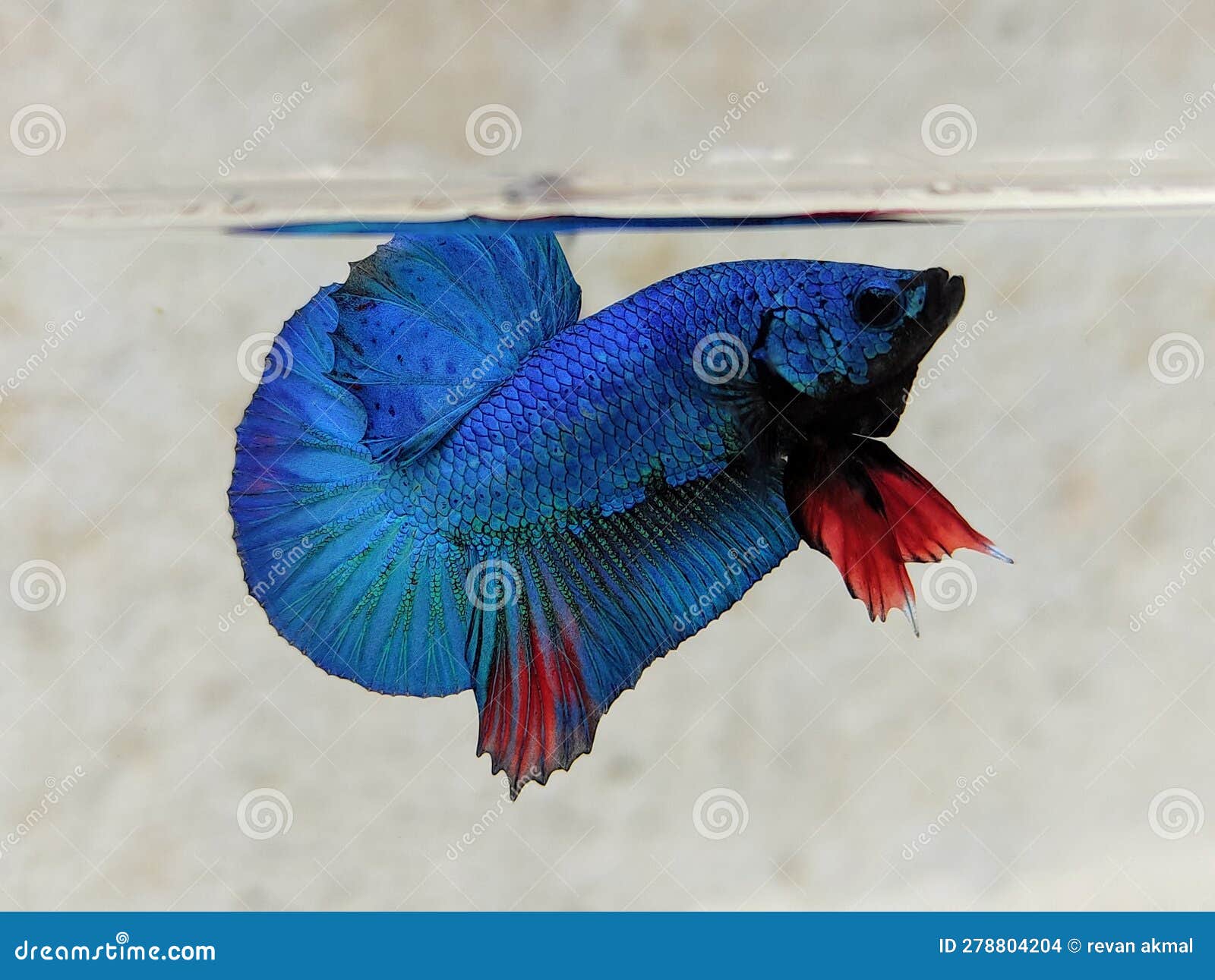 Betta fish blue colour stock photo. Image of purple - 278804204