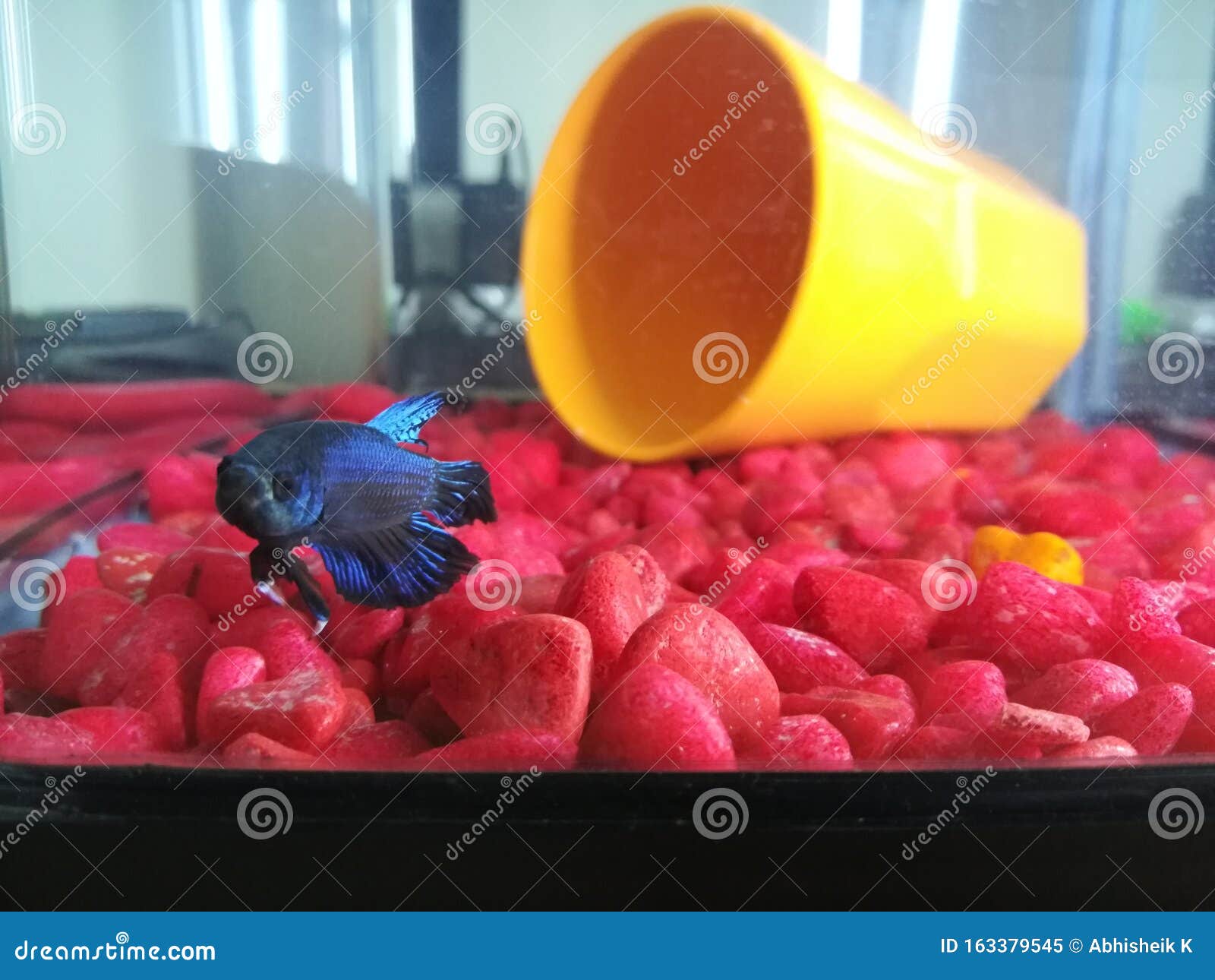 Betta Fish Blue Fighter Fish Stock Image - Image of fish, blue: 163379545