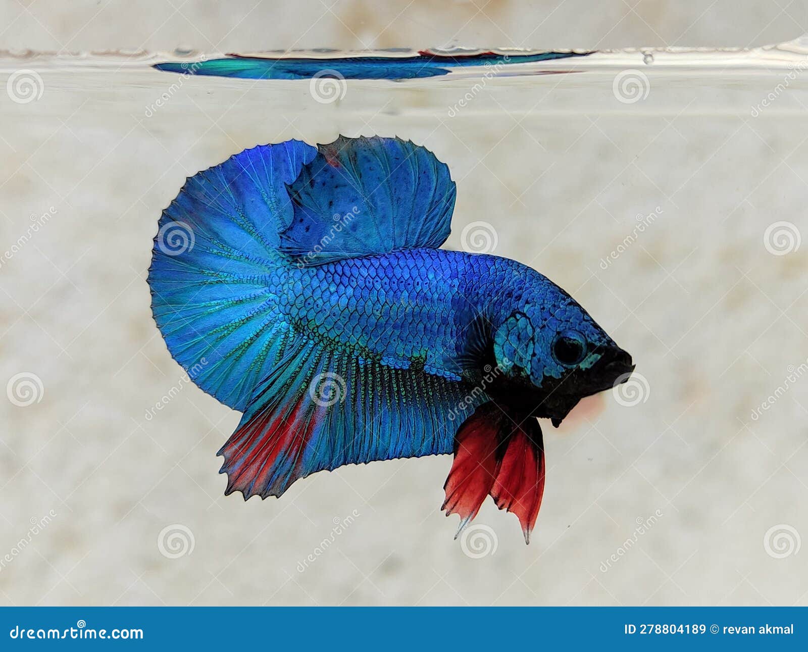Betta Fish Blue Red Tail Spesial Collection Stock Image - Image of blue ...