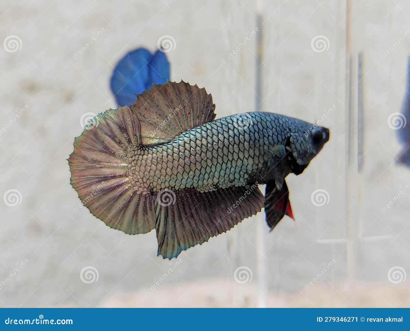 Betta Fish with Cooper Colour and Rare Stock Image - Image of fish ...