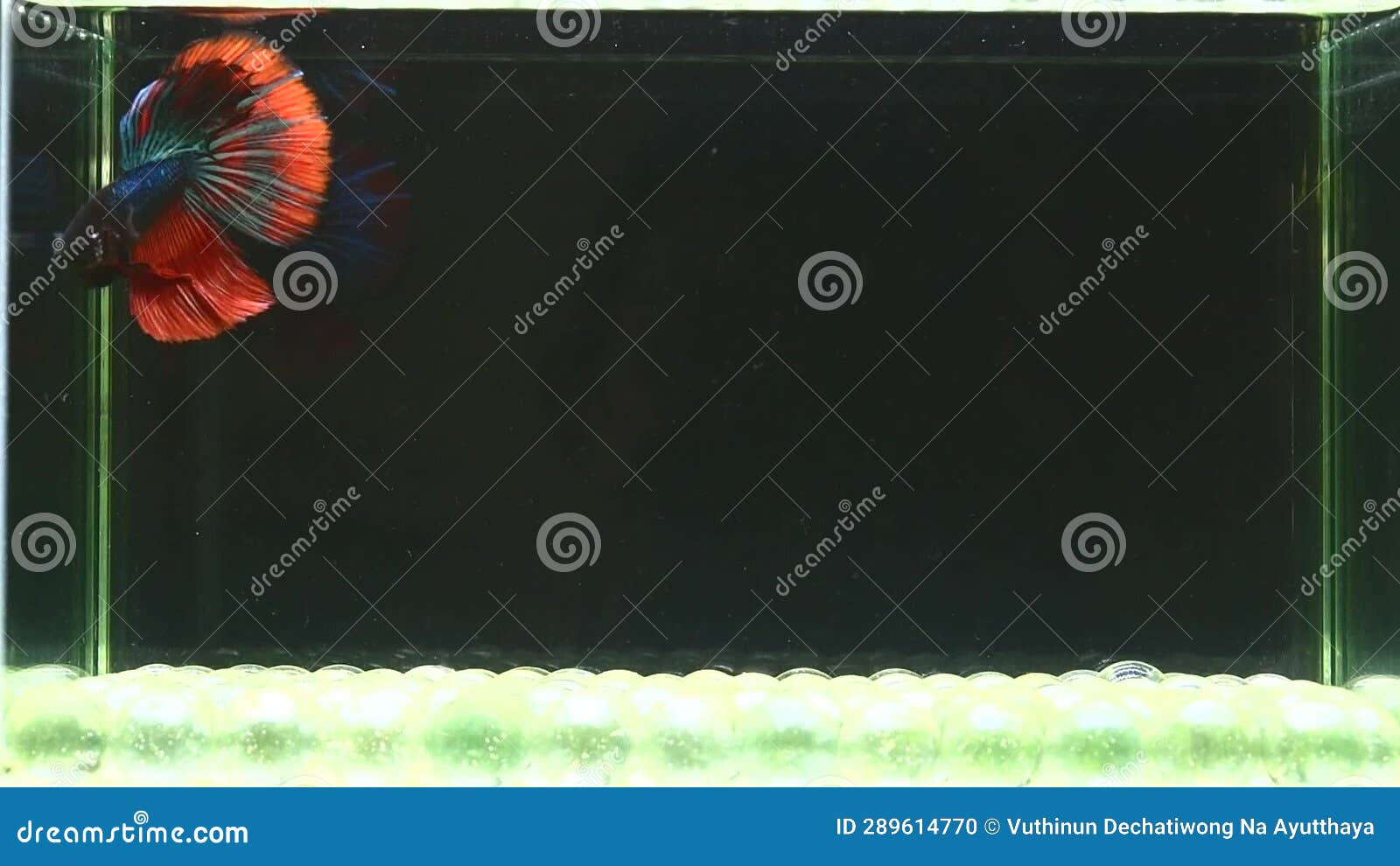 Betta Fish Fancy Red Blue Halfmoon on Isolated Black Background Stock ...