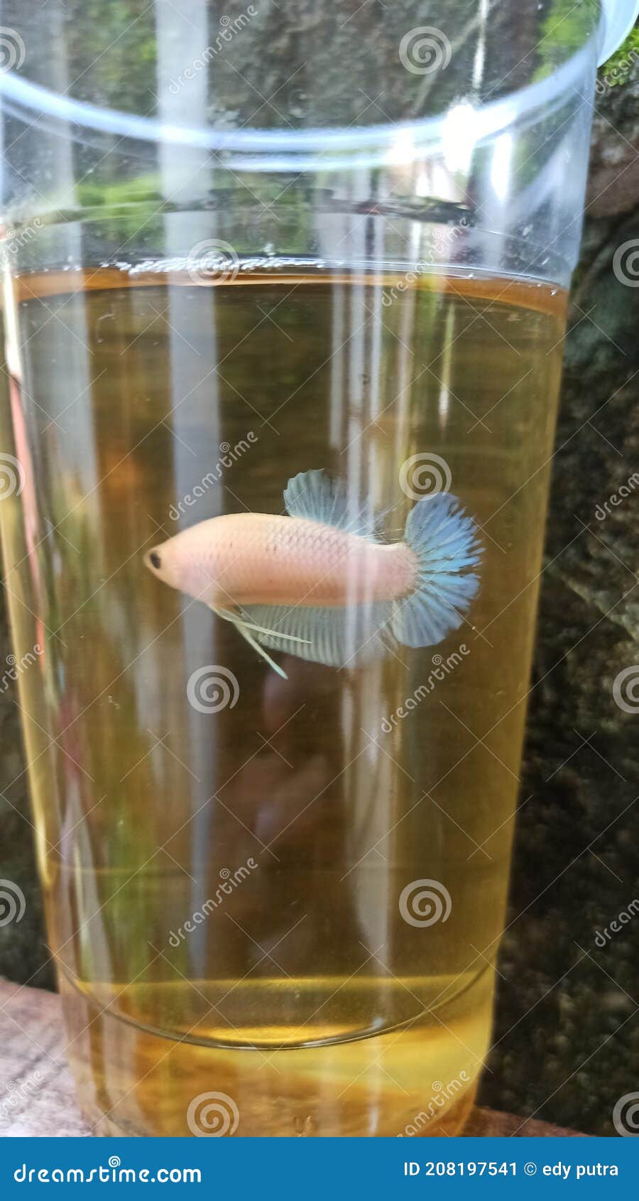 Betta fish stock image. Image of betta, farm, palangka - 208197541