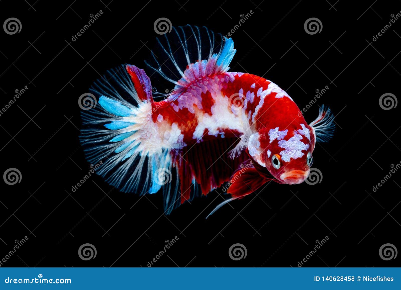 Betta Fish Fight in the Aquarium Stock Photo - Image of aquatic ...