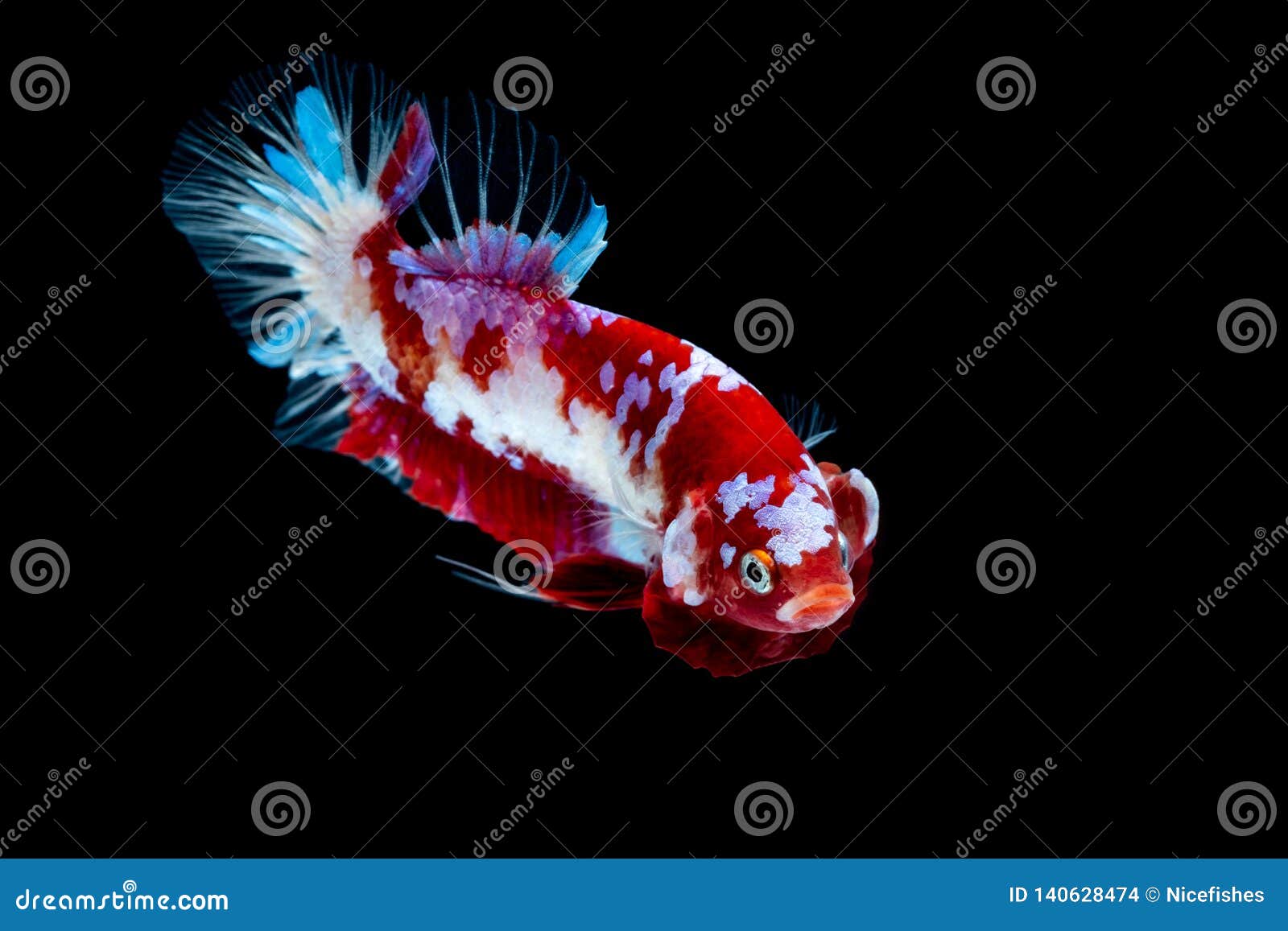 Betta Fish Fight in the Aquarium Stock Photo - Image of beautiful ...