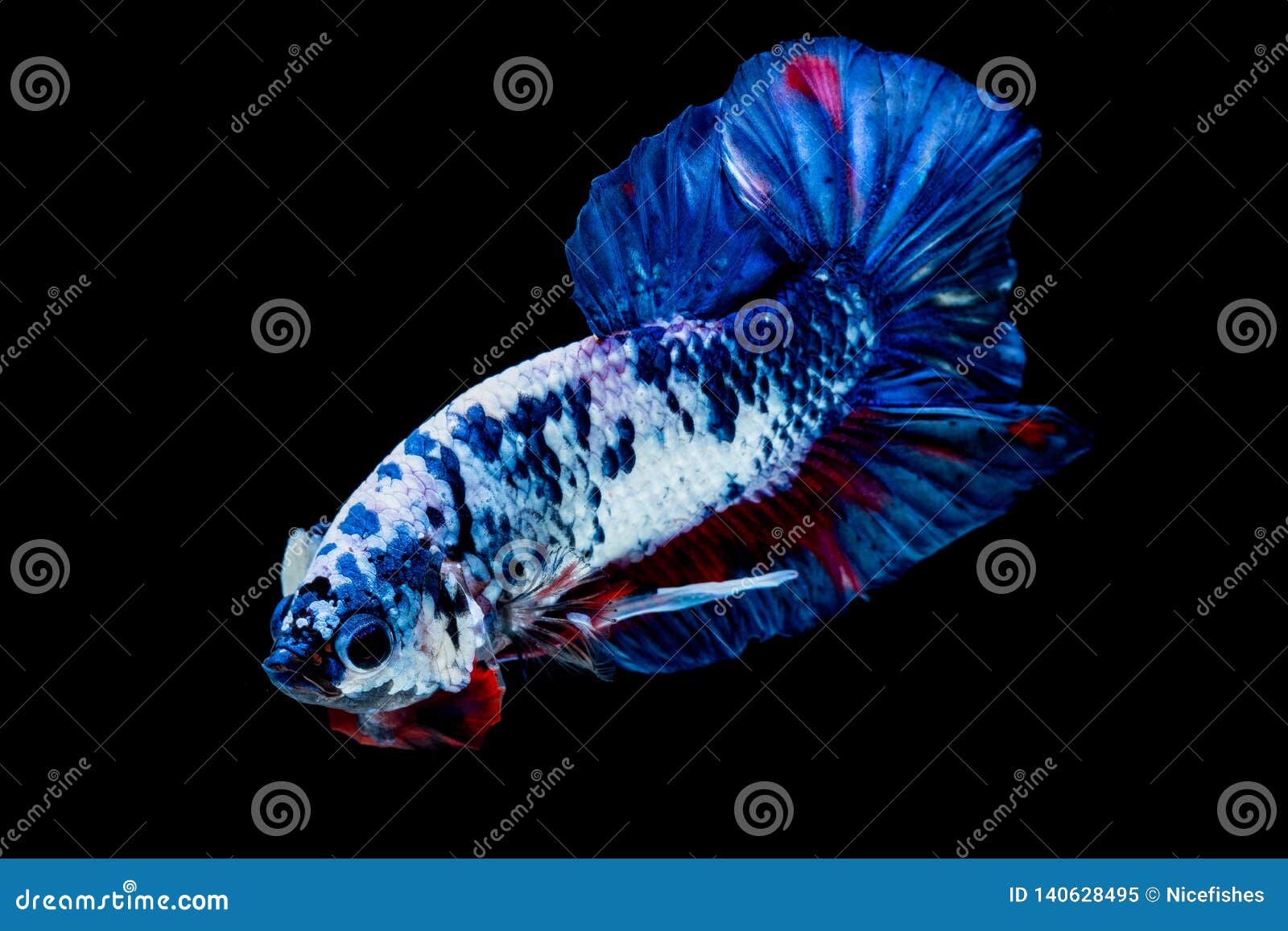 Betta Fish Fight in the Aquarium Stock Image - Image of animal, blue ...
