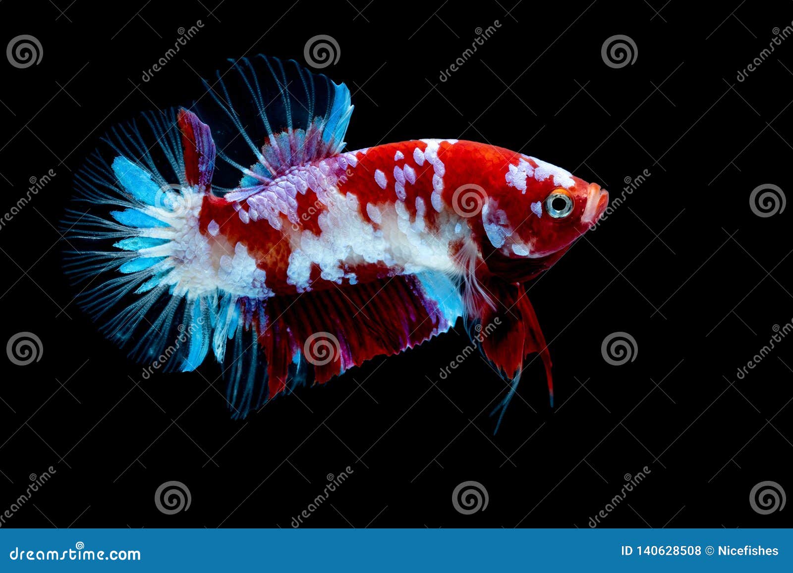 Betta Fish Fight in the Aquarium Stock Photo - Image of betta, aquatic ...