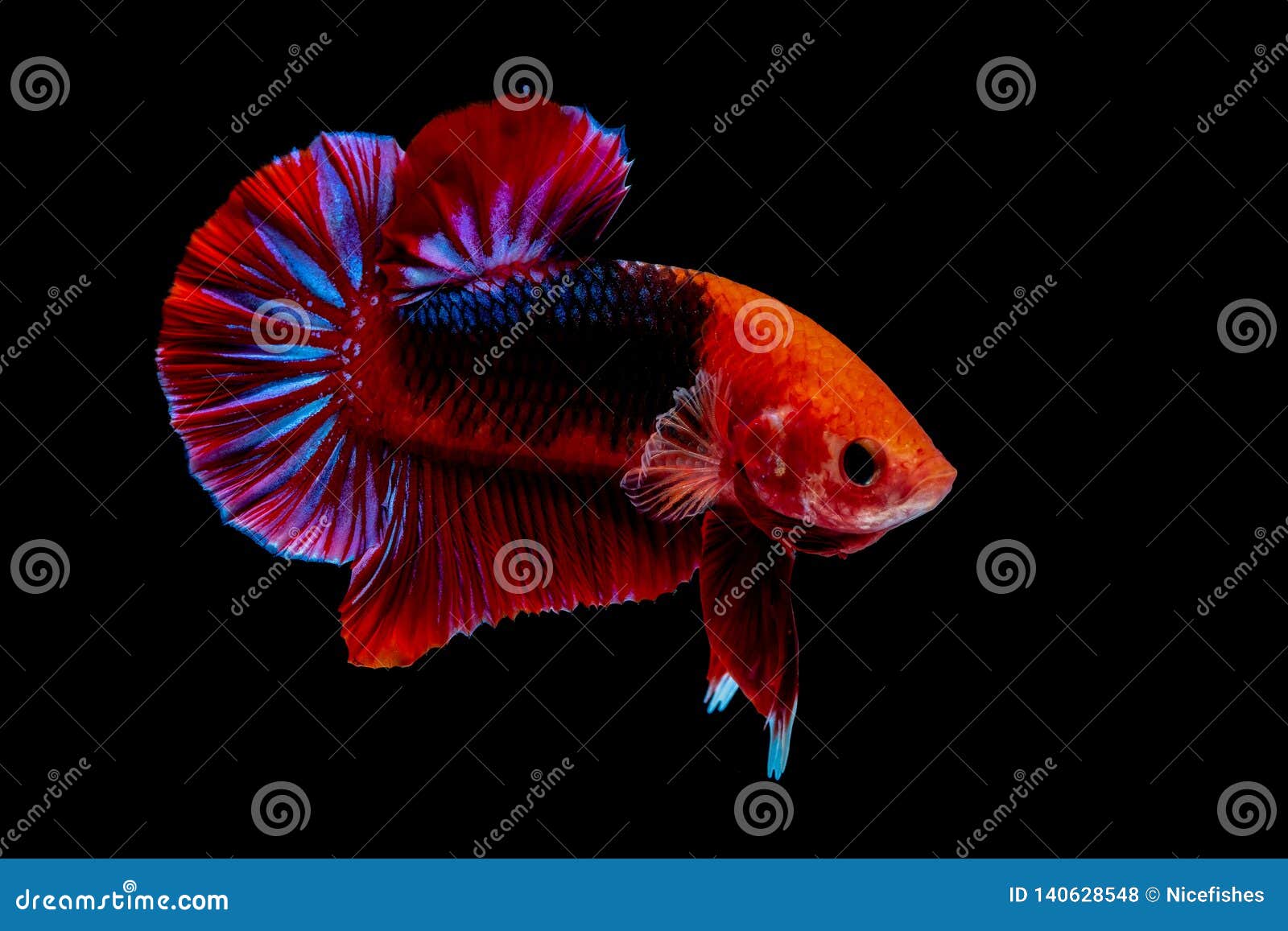 Betta Fish Fight in the Aquarium Stock Photo - Image of nemo, fishes ...