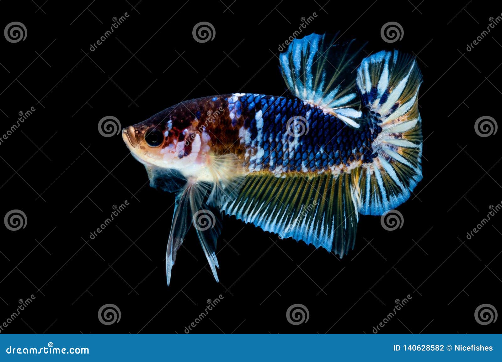 Betta Fish Fight in the Aquarium Stock Photo - Image of elegant ...
