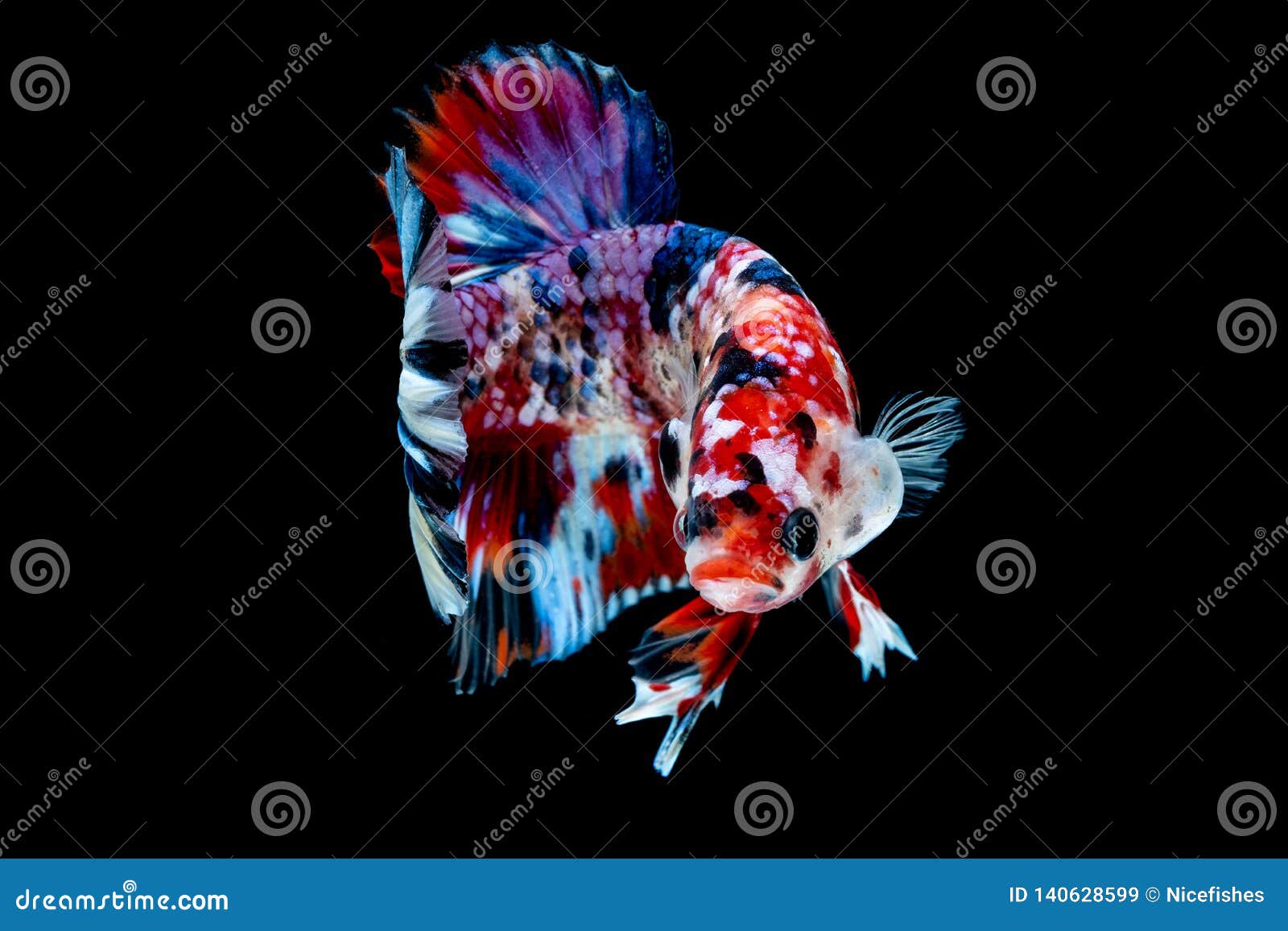 Betta Fish Fight in the Aquarium Stock Image - Image of black, fighting ...