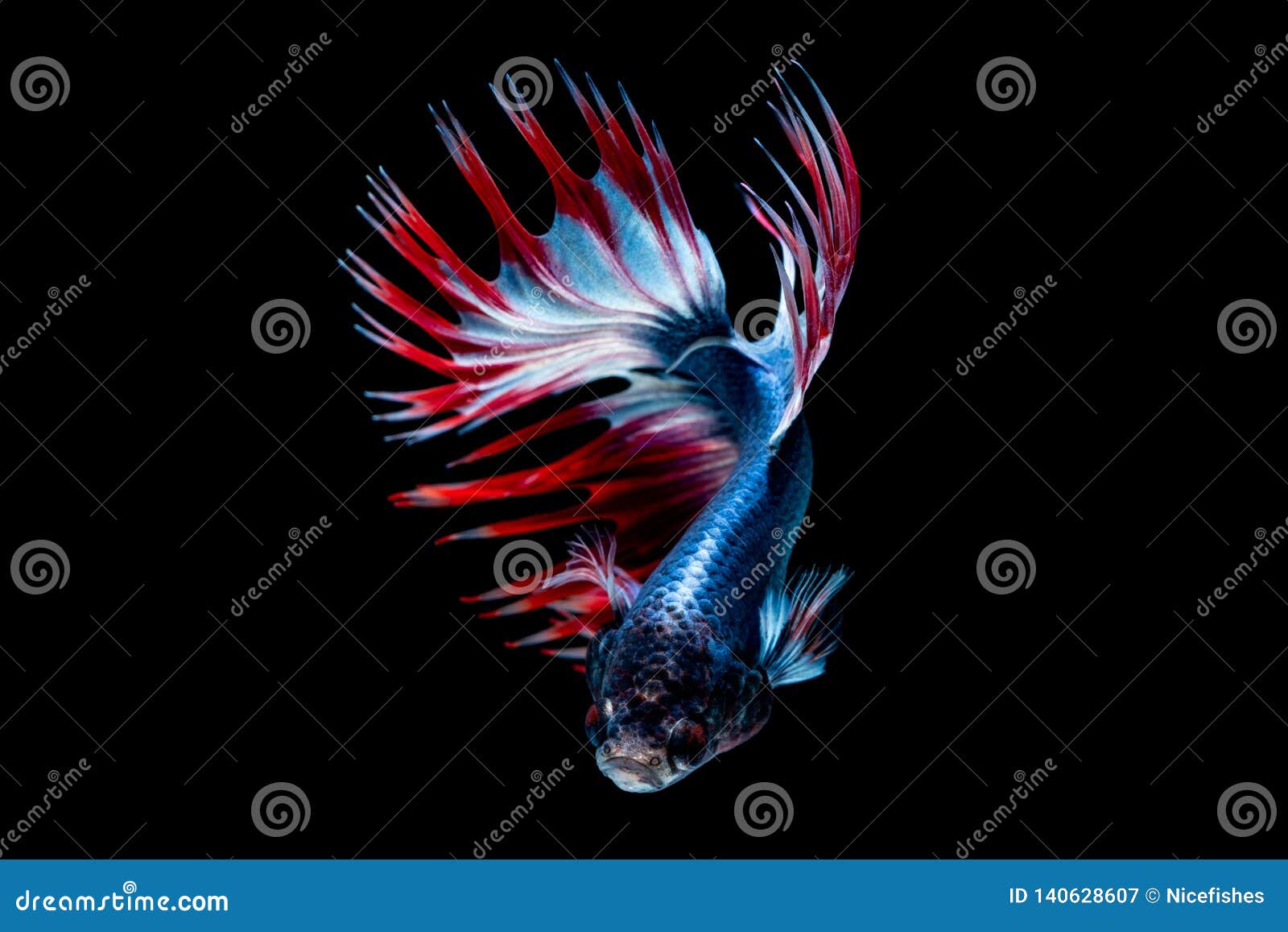 Betta Fish Fight in the Aquarium Stock Image - Image of animal, color ...