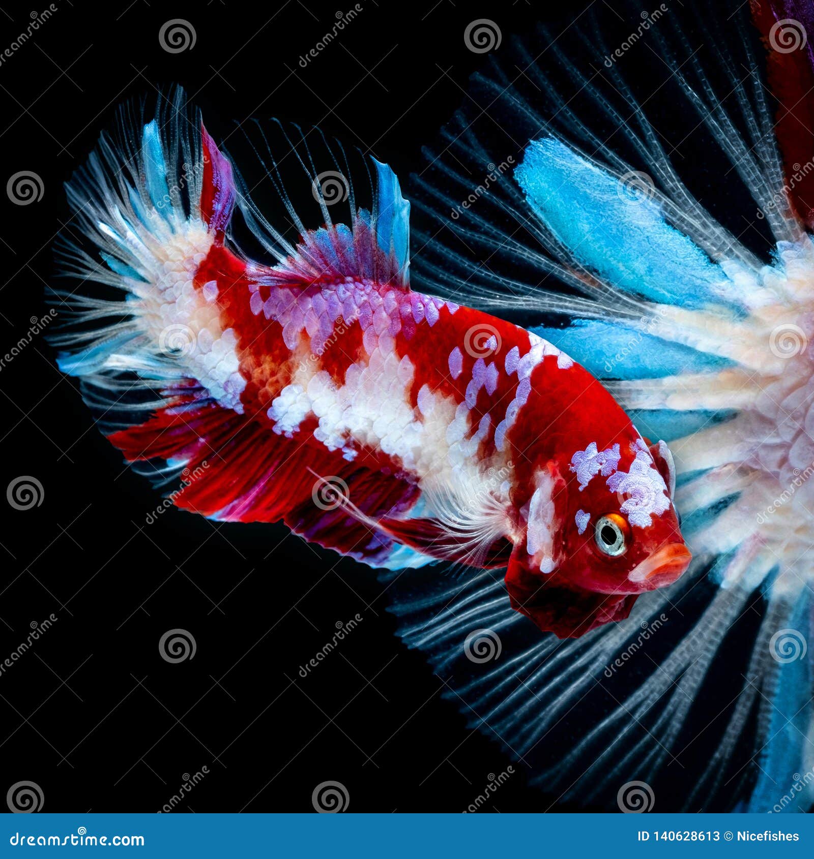 Betta Fish Fight in the Aquarium Stock Image - Image of power, colors ...