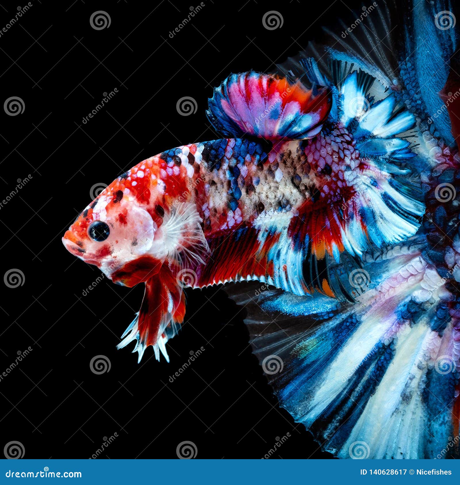 Betta Fish Fight in the Aquarium Stock Image - Image of animal ...
