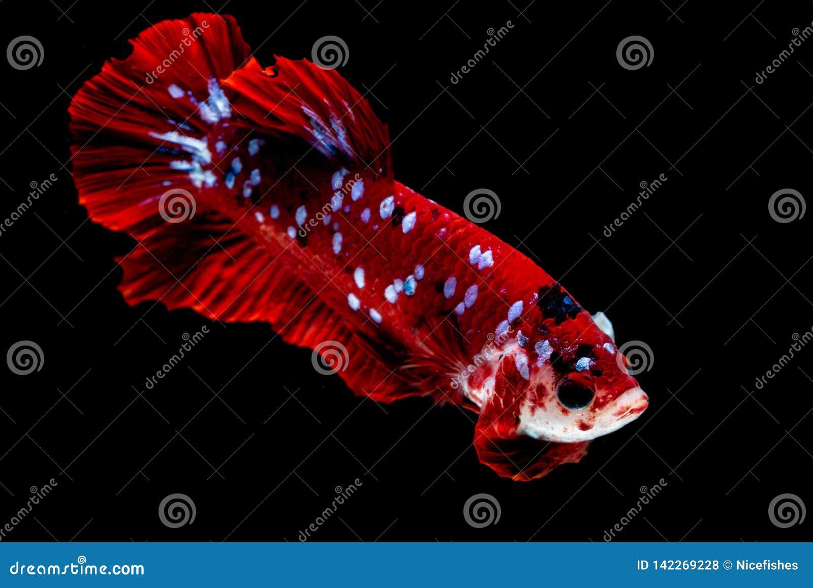 Betta Fish Fight in the Aquarium Black Blackground Stock Photo - Image ...