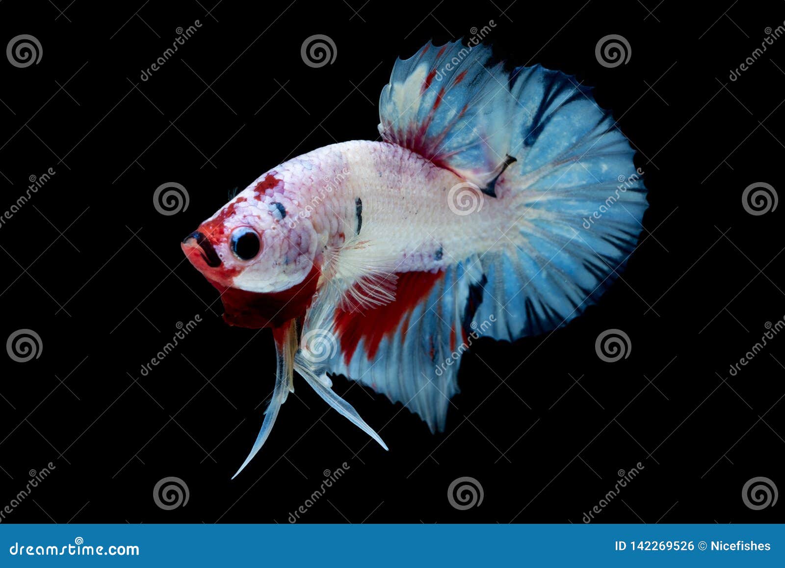 Betta Fish Fight in the AquariumBetta Fish Fight in the Aquarium Black ...
