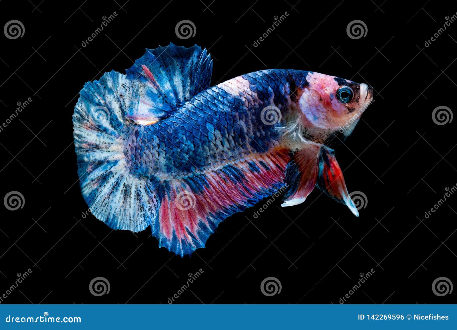 Betta Fish Fight in the AquariumBetta Fish Fight in the Aquarium Black ...