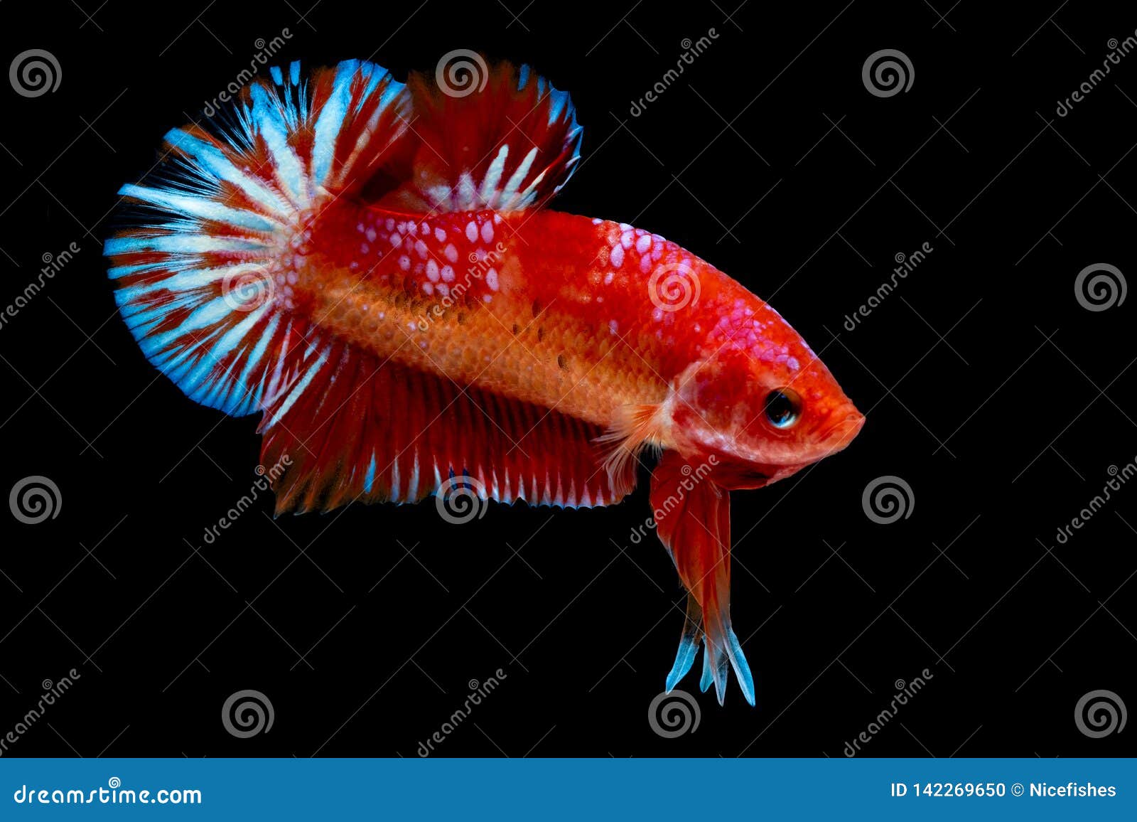 Betta Fish Fight in the AquariumBetta Fish Fight in the Aquarium Black ...