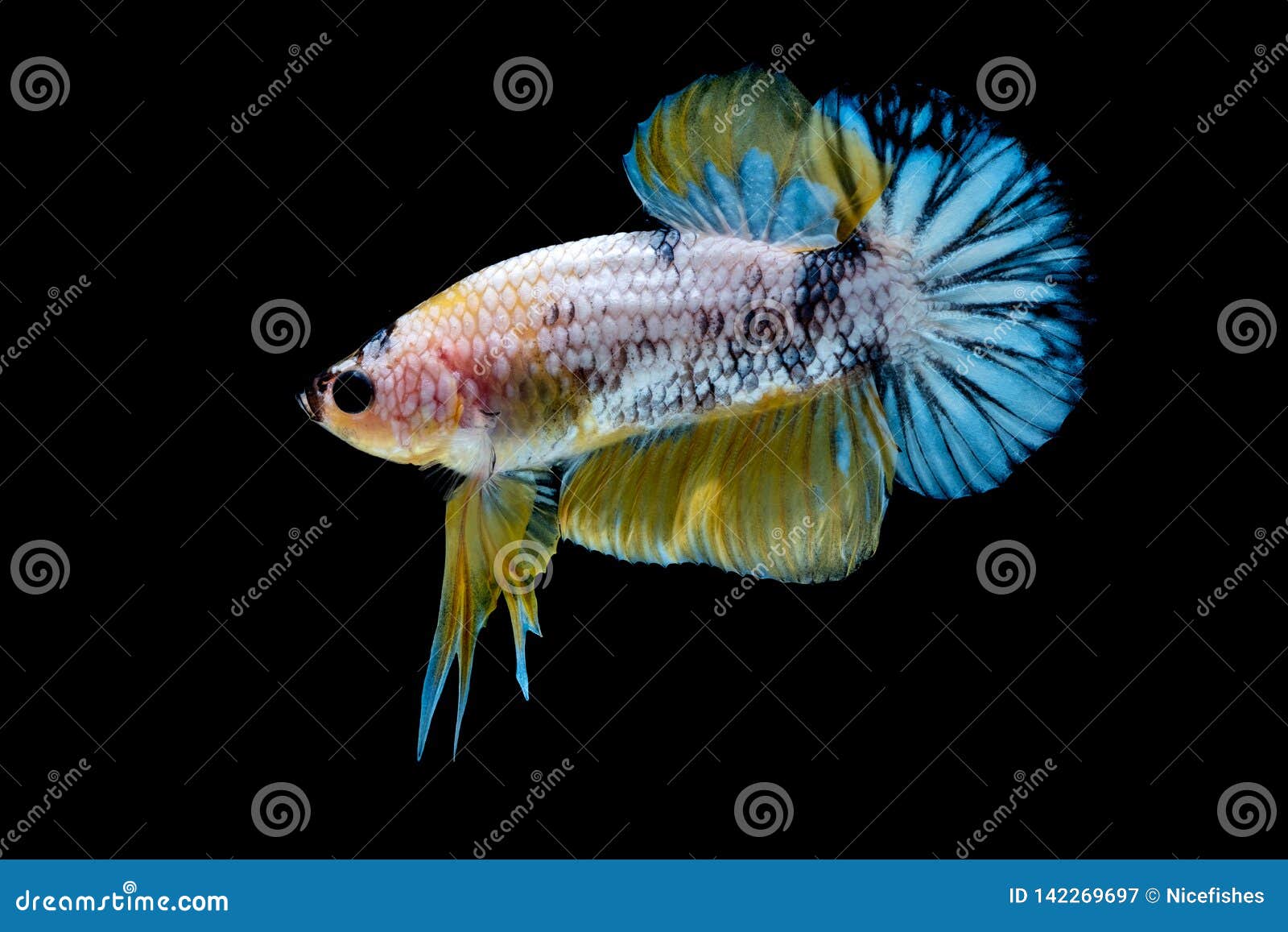 Betta Fish Fight in the AquariumBetta Fish Fight in the Aquarium Black ...