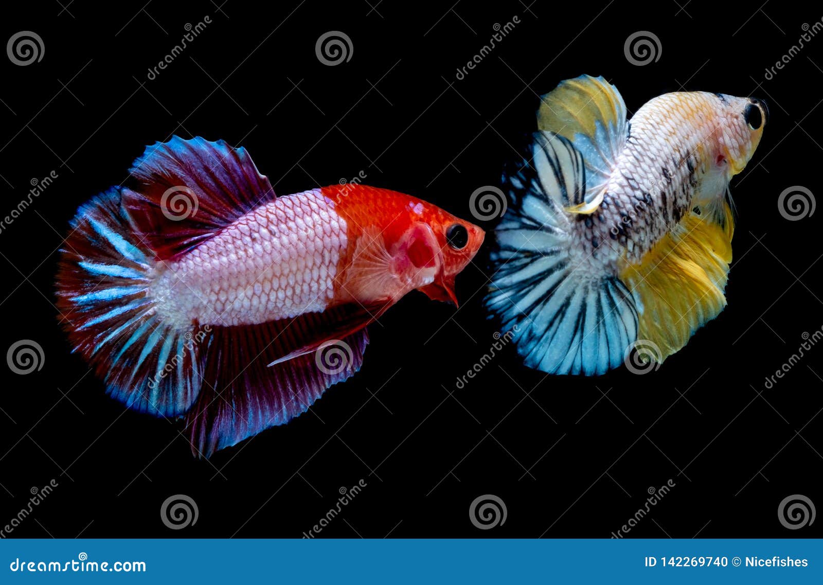 Betta Fish Fight in the Aquarium Black Blackground Stock Photo - Image ...