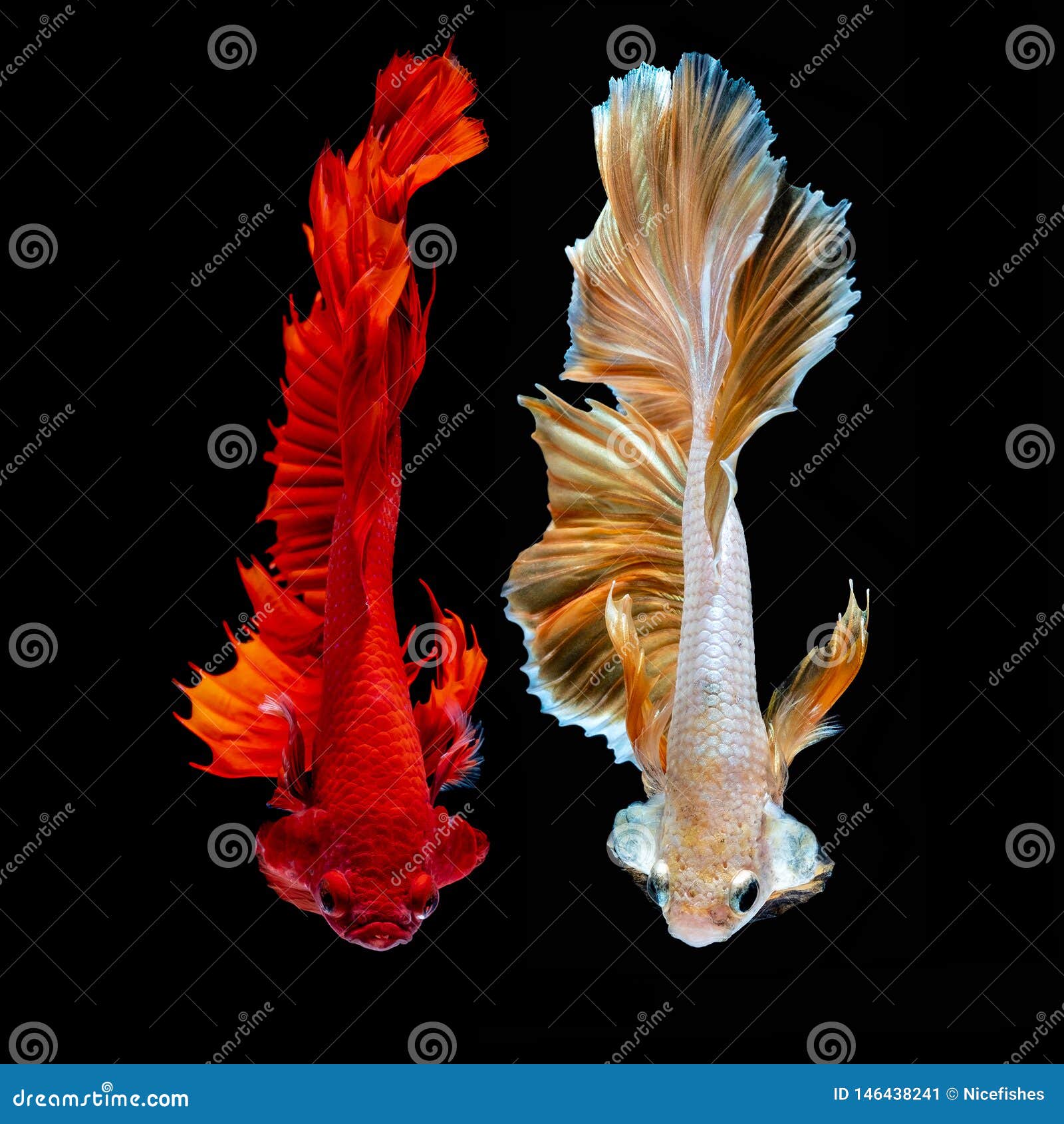 Betta Fish Fight in the Aquarium Stock Image - Image of closeup ...