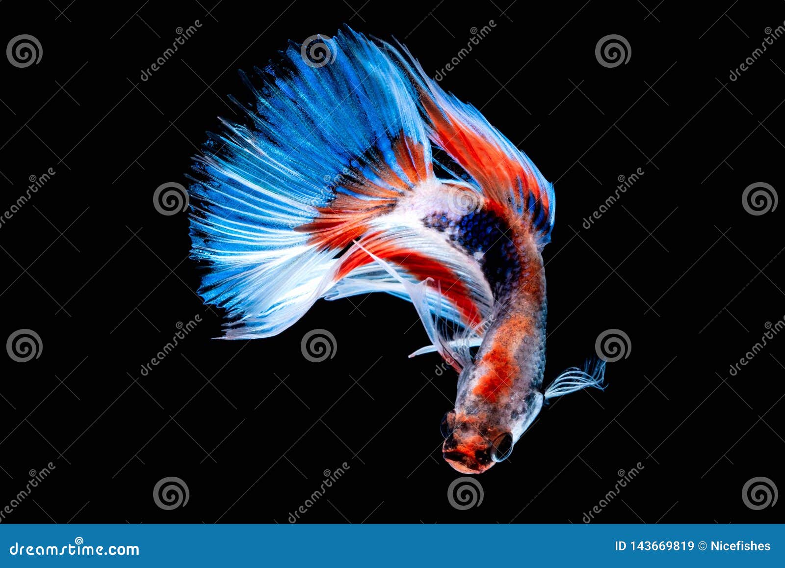 Betta Fish Fight in the Aquarium Stock Image - Image of nature, color ...