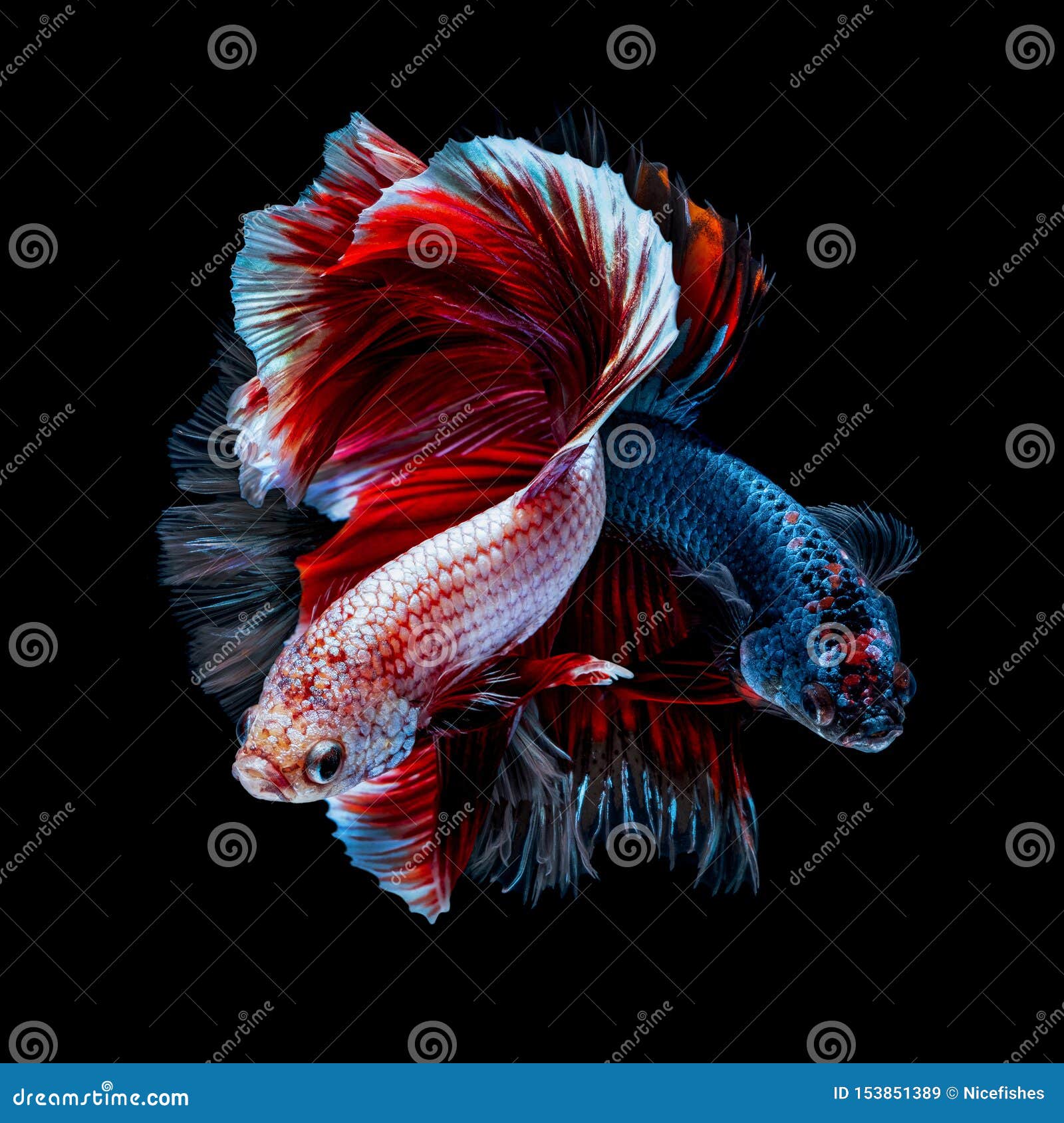 Betta Fish Fight in the Aquarium Stock Image - Image of isolated ...