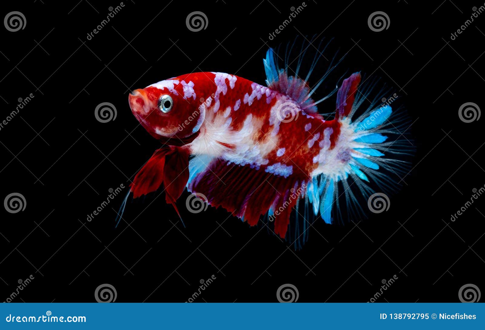 Betta fish Fight in the stock image. Image of fighting - 138792795