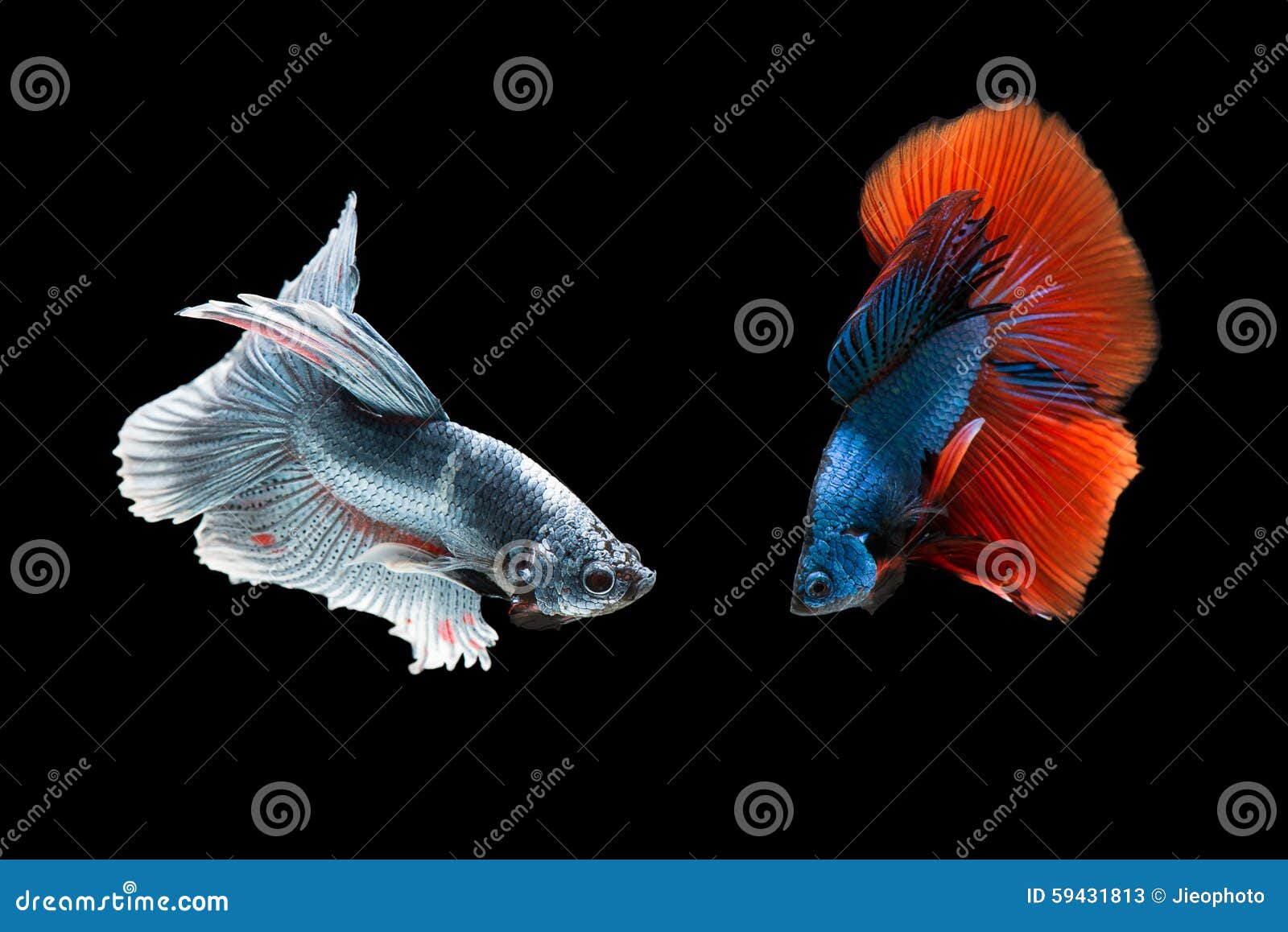 Betta Fish is Fighting, it is Beautiful Colour. Stock Image - Image of ...