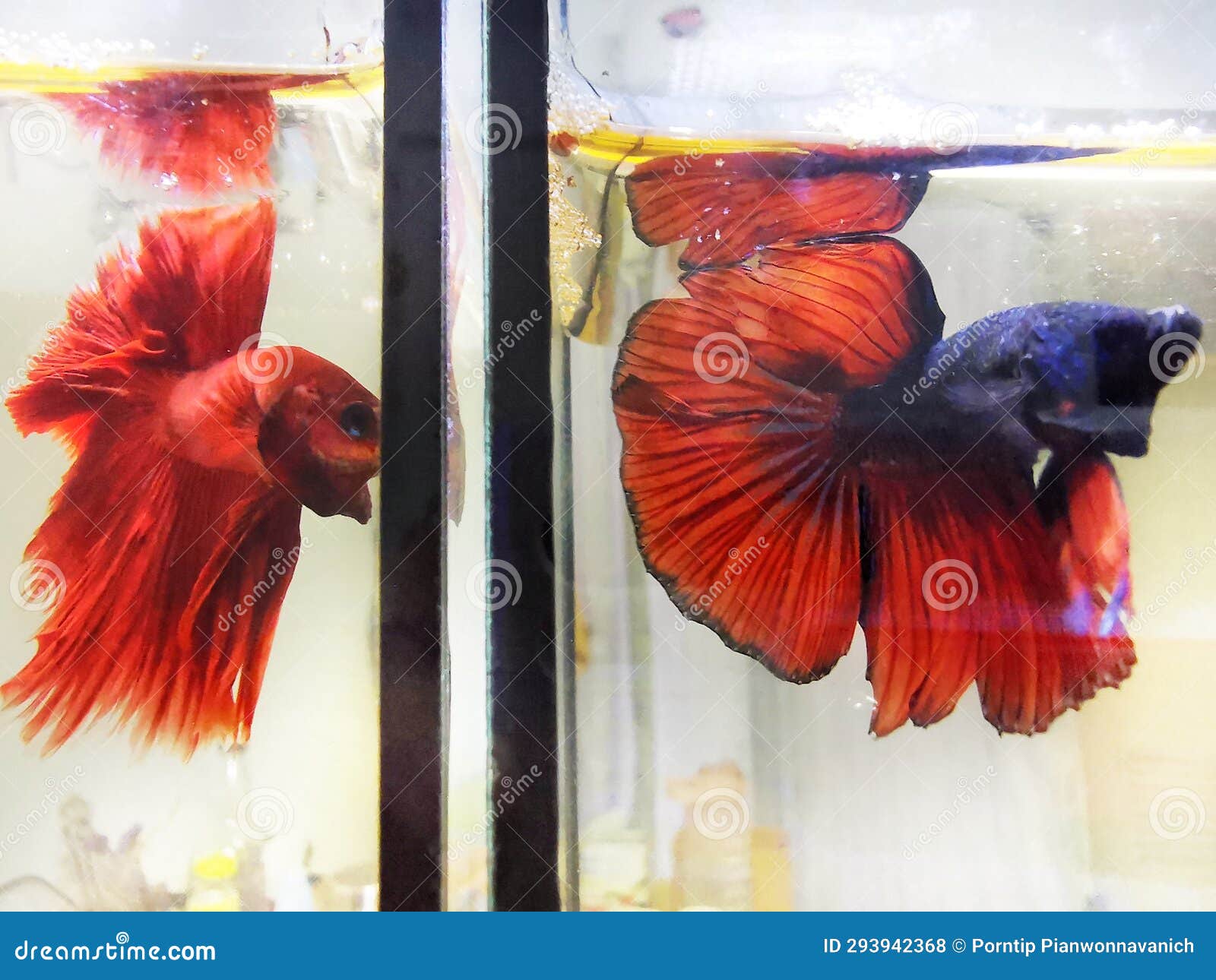 Betta Fish Fighting Thailand Chinese Red Betta Stock Photo - Image of quail, animal: 293942368