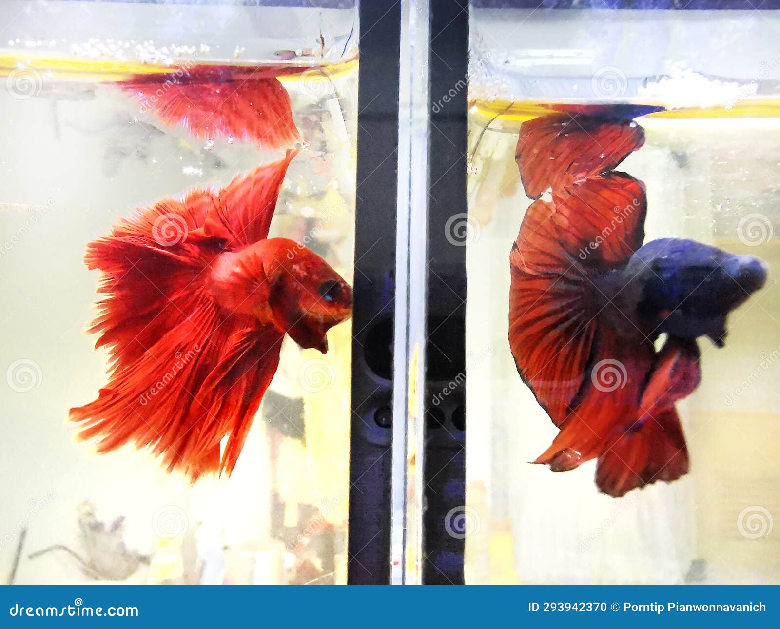 Betta Fish Fighting Thailand Chinese Red Betta Stock Photo - Image of ...