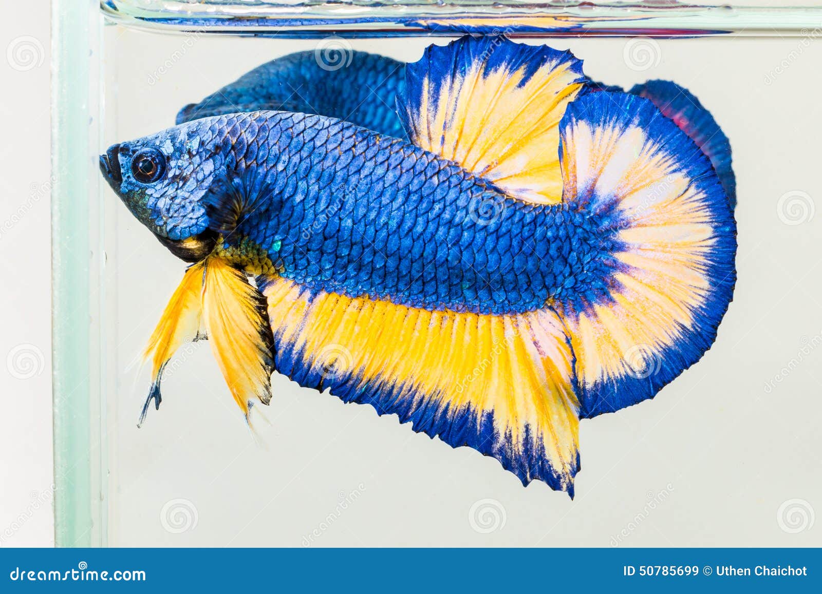 Betta fish flaring stock image. Image of scales, black - 50785699