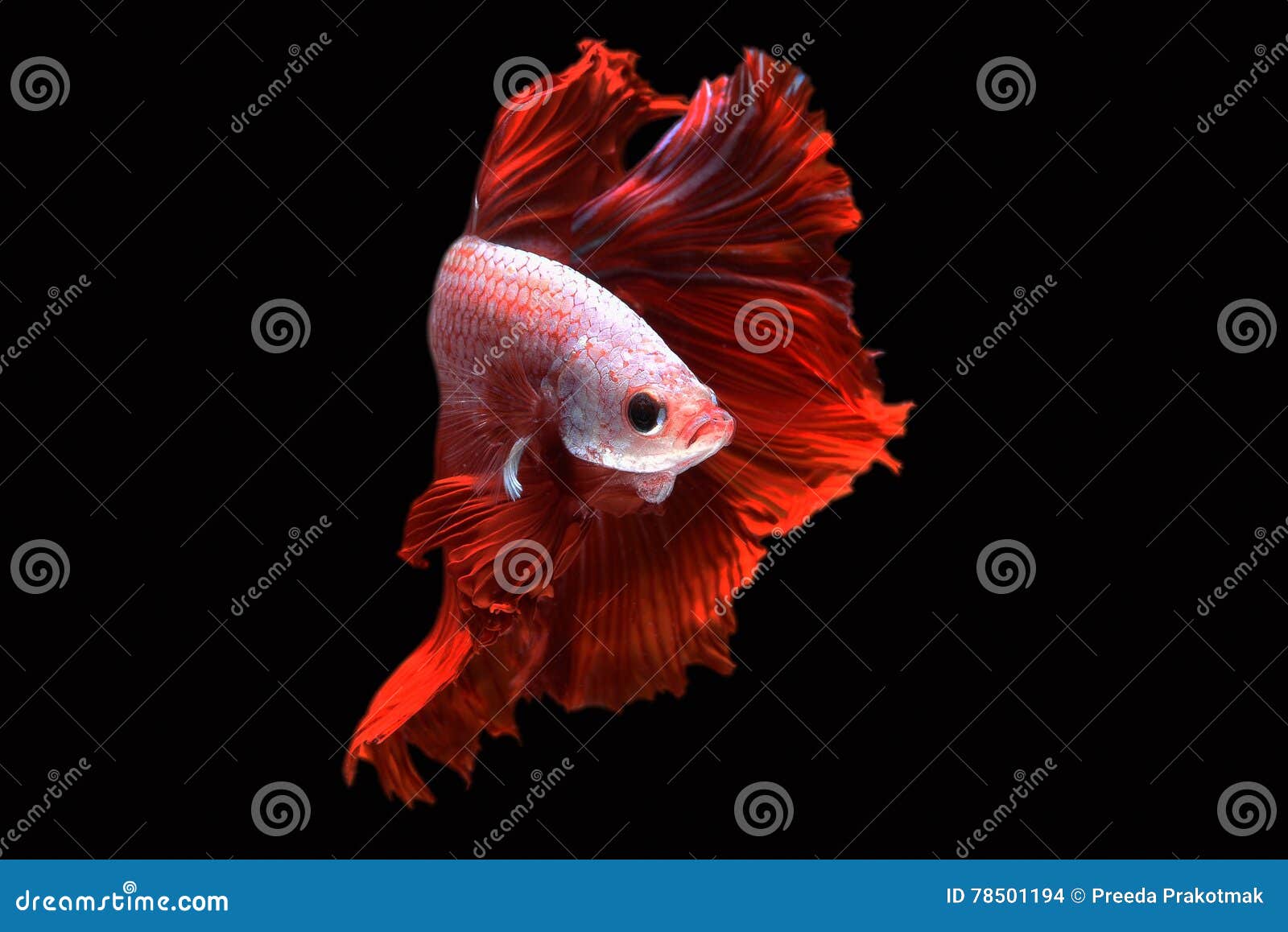 Betta Fish in Freedom Action Stock Photo - Image of luxury, color: 78501194