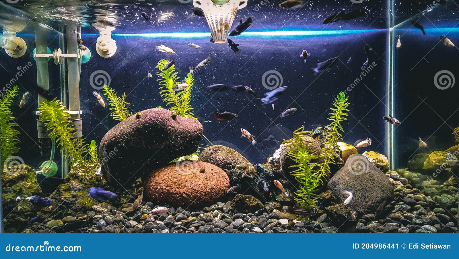Betta Fish in Galaxy stock image. Image of cute, stone - 204986441