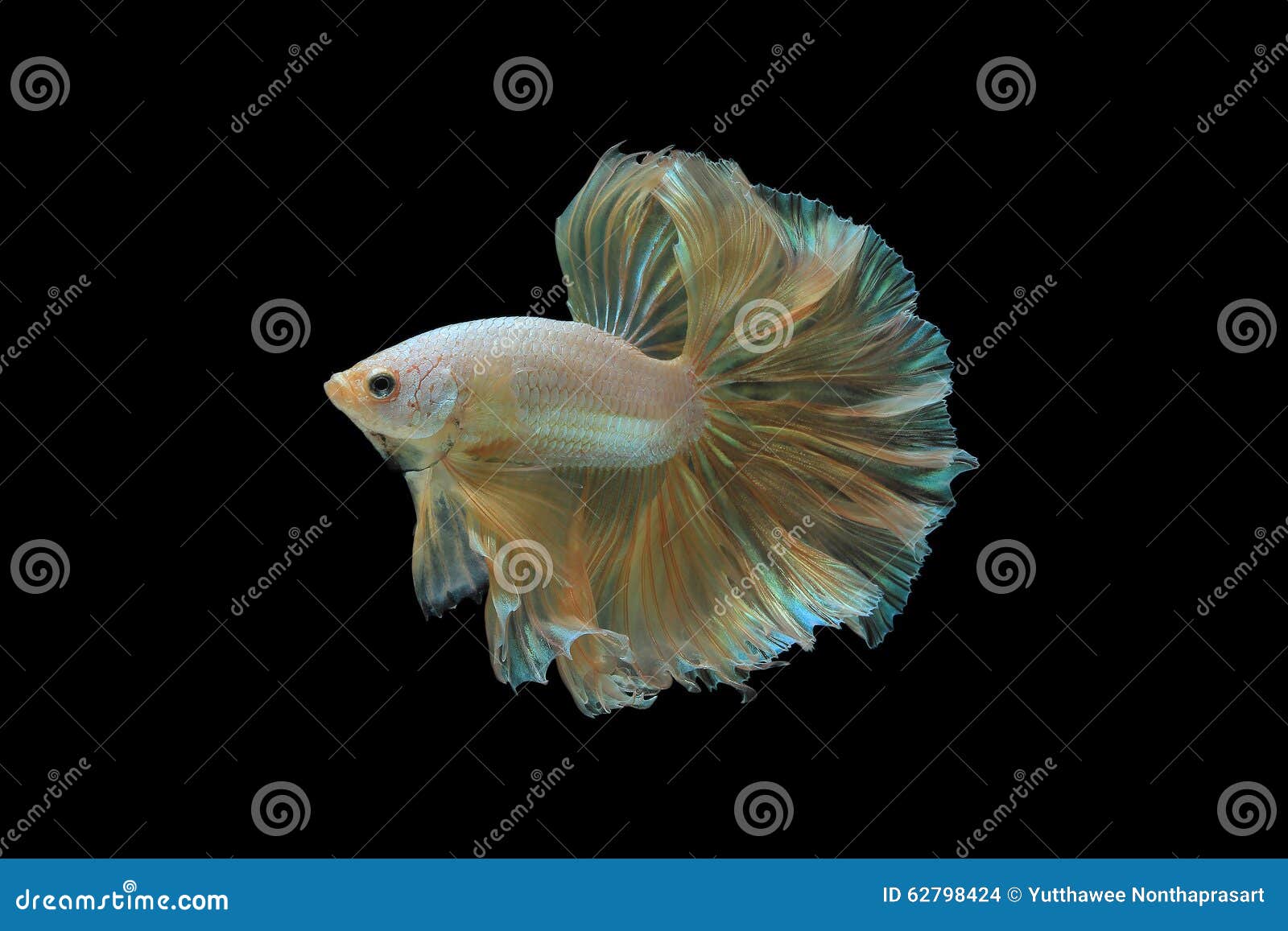 Betta Red Dragon Plakat HMPK Female Or Plakat Fighting Fish Splendens ...