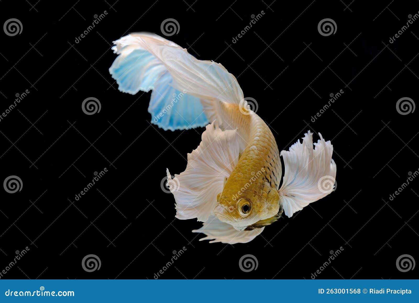 Betta Fish Halfmoon Dumbo Ear Stock Photo - Image of animal, leaf ...