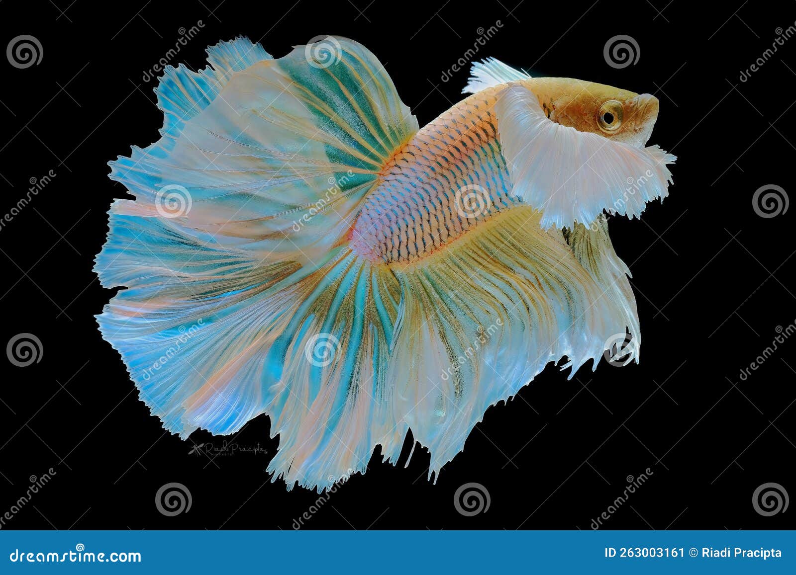 Betta Fish Halfmoon Dumbo Ear Stock Image - Image of dumbo, betta ...