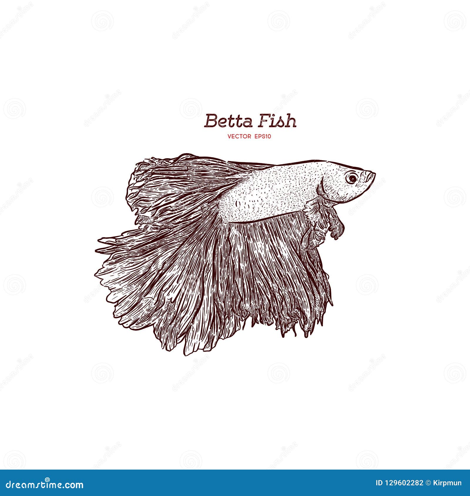 Male Betta Fish Drawing
