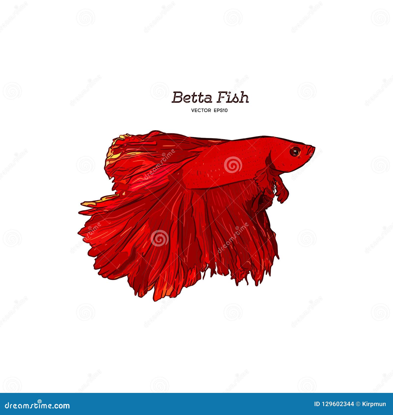 Betta Fish, Hand Draw Sketch Vector. Stock Vector - Illustration of ...