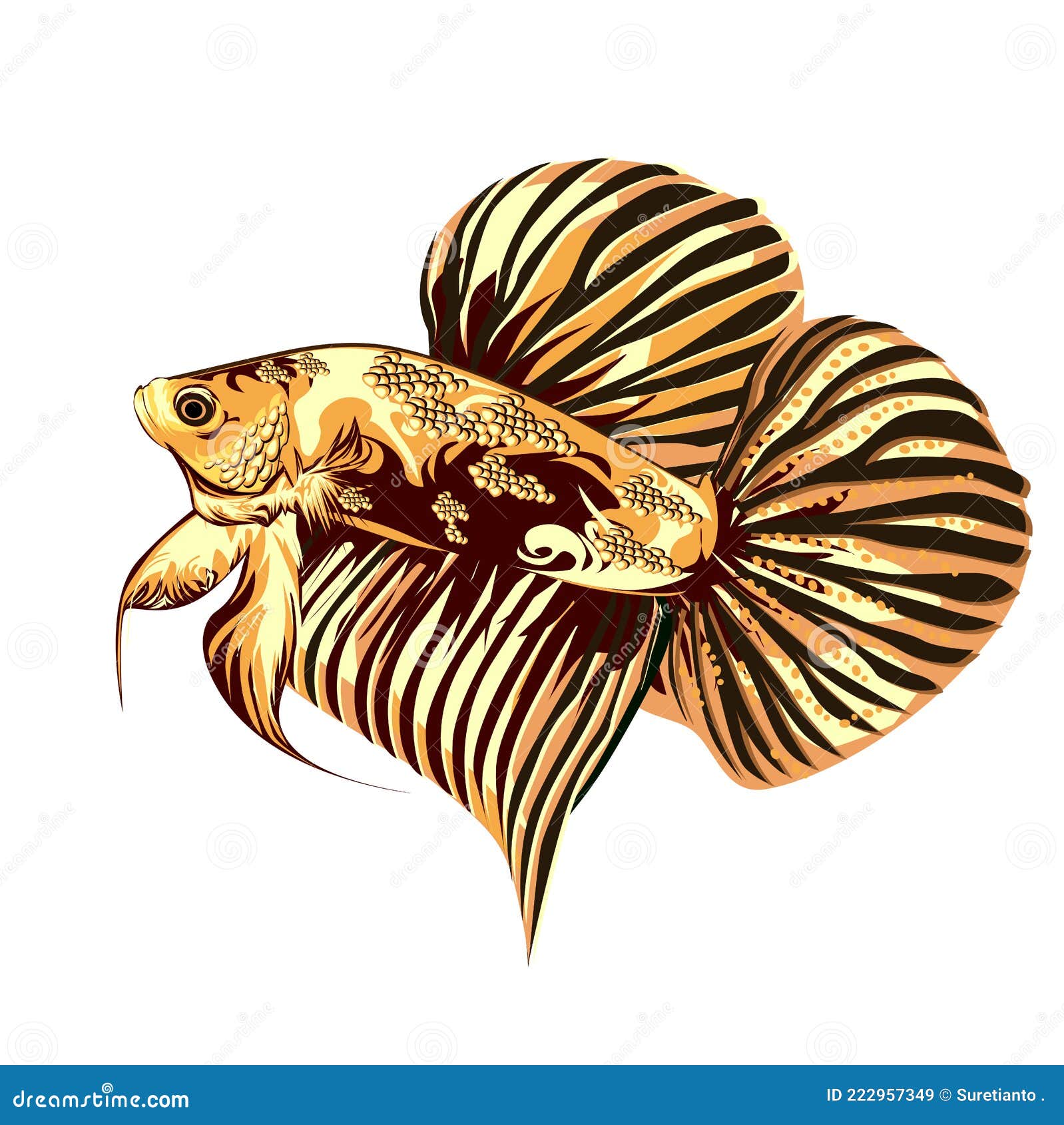Betta Fish Illustration Vector Image Stock Vector - Illustration of ...
