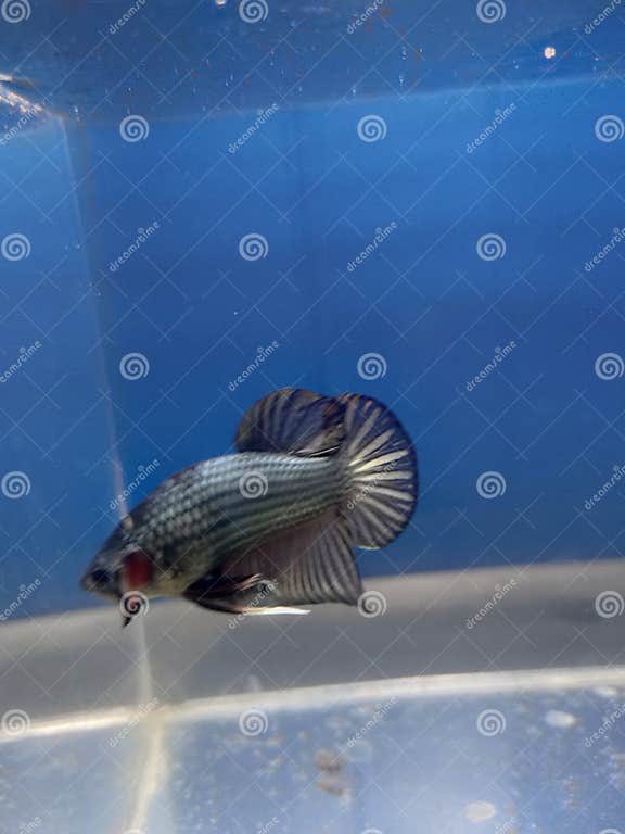 Betta Fish Indonesia Hist 2021 Stock Photo - Image of betta, 2021: ...