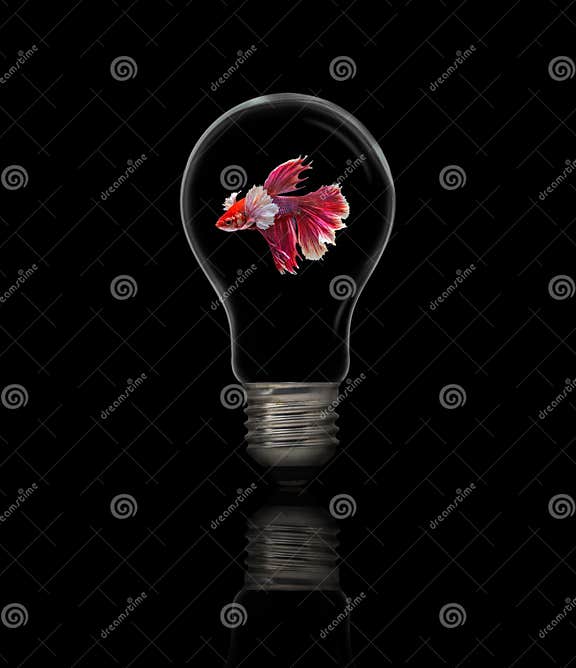 Betta Fish Inside an Electric Light Bulb, Lamp Reflect Stock Photo ...