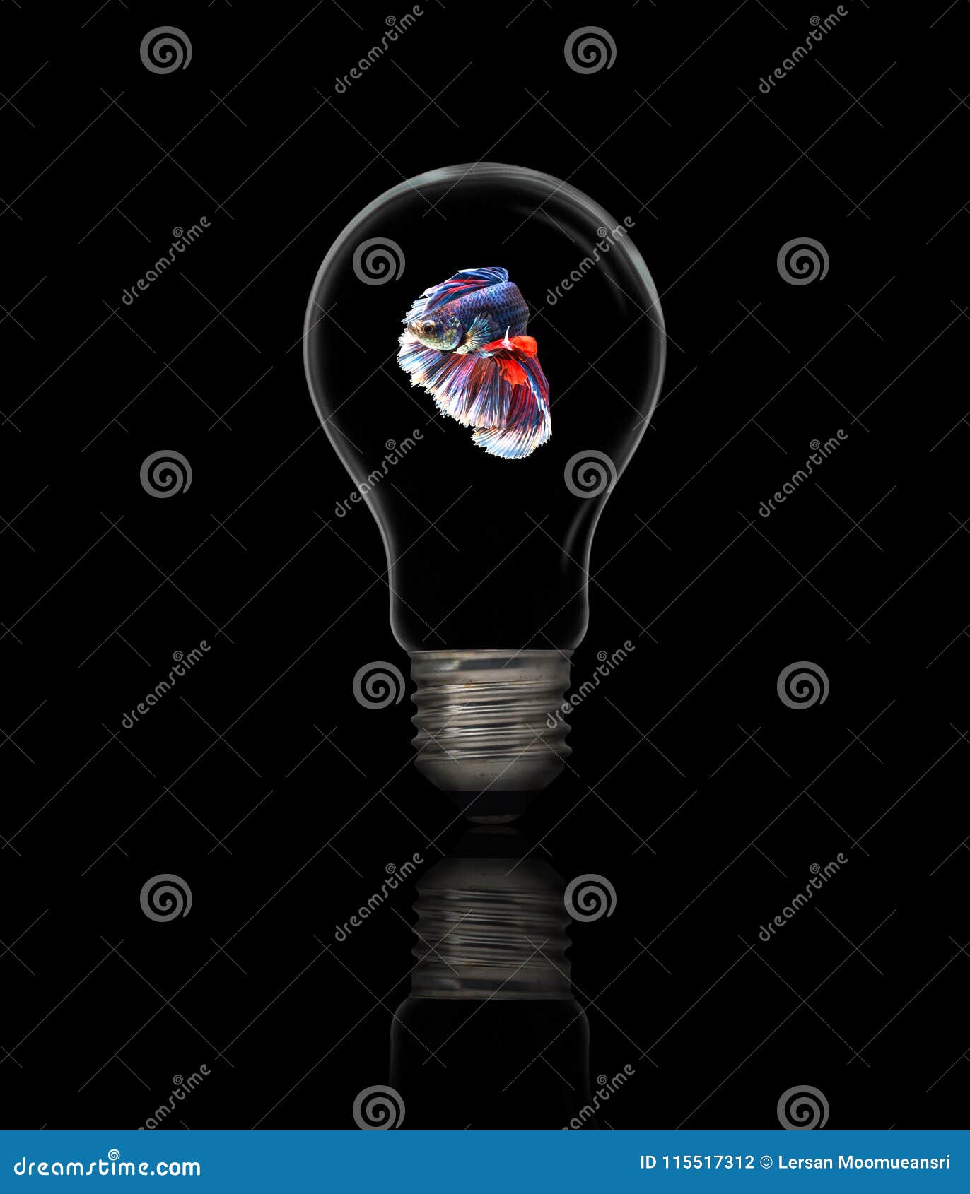 Betta Fish Inside an Electric Light Bulb, Lamp Reflect Stock Photo ...